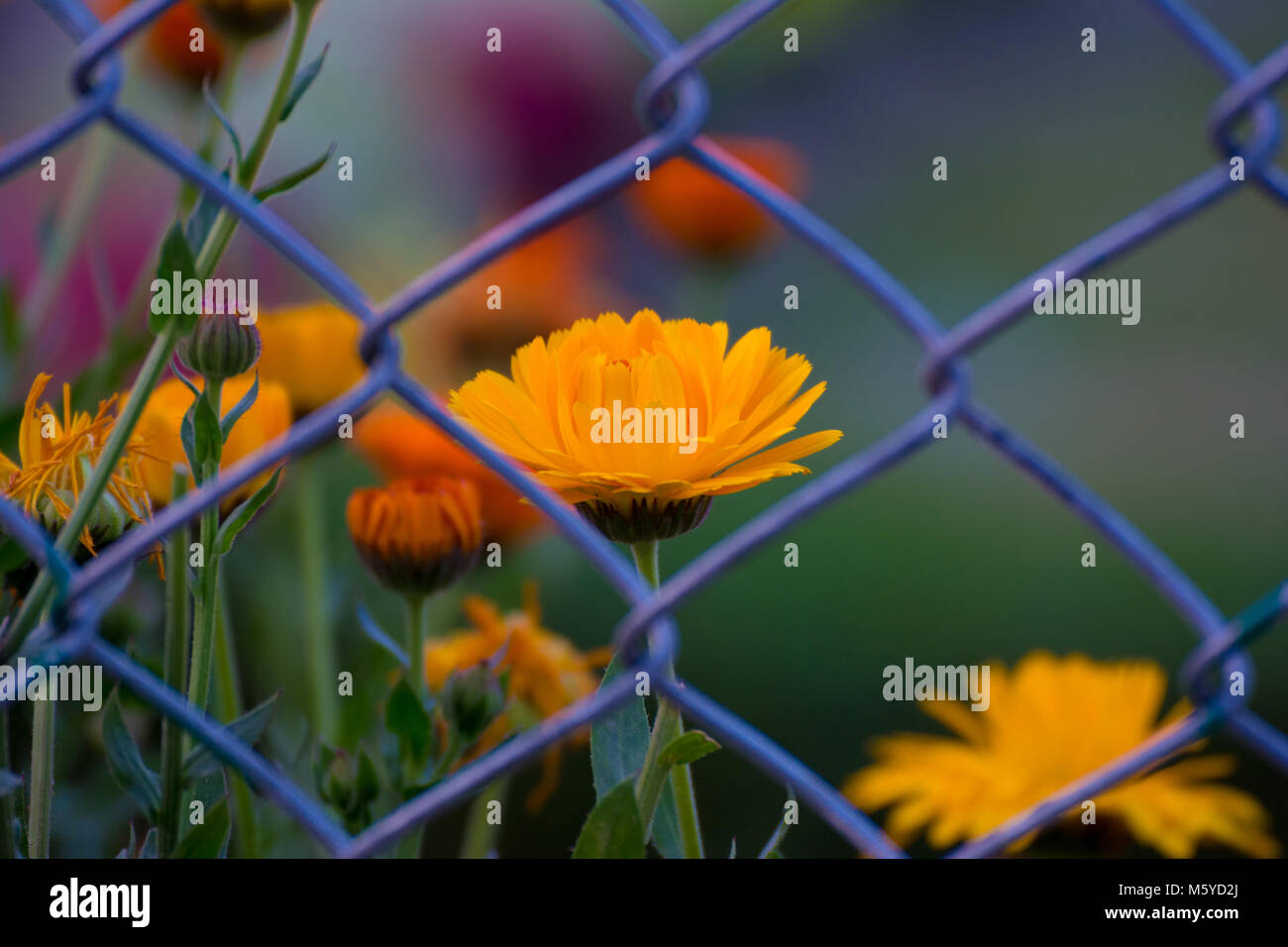 Orange calendula officinalis beautiful flower Stock Photo - Alamy