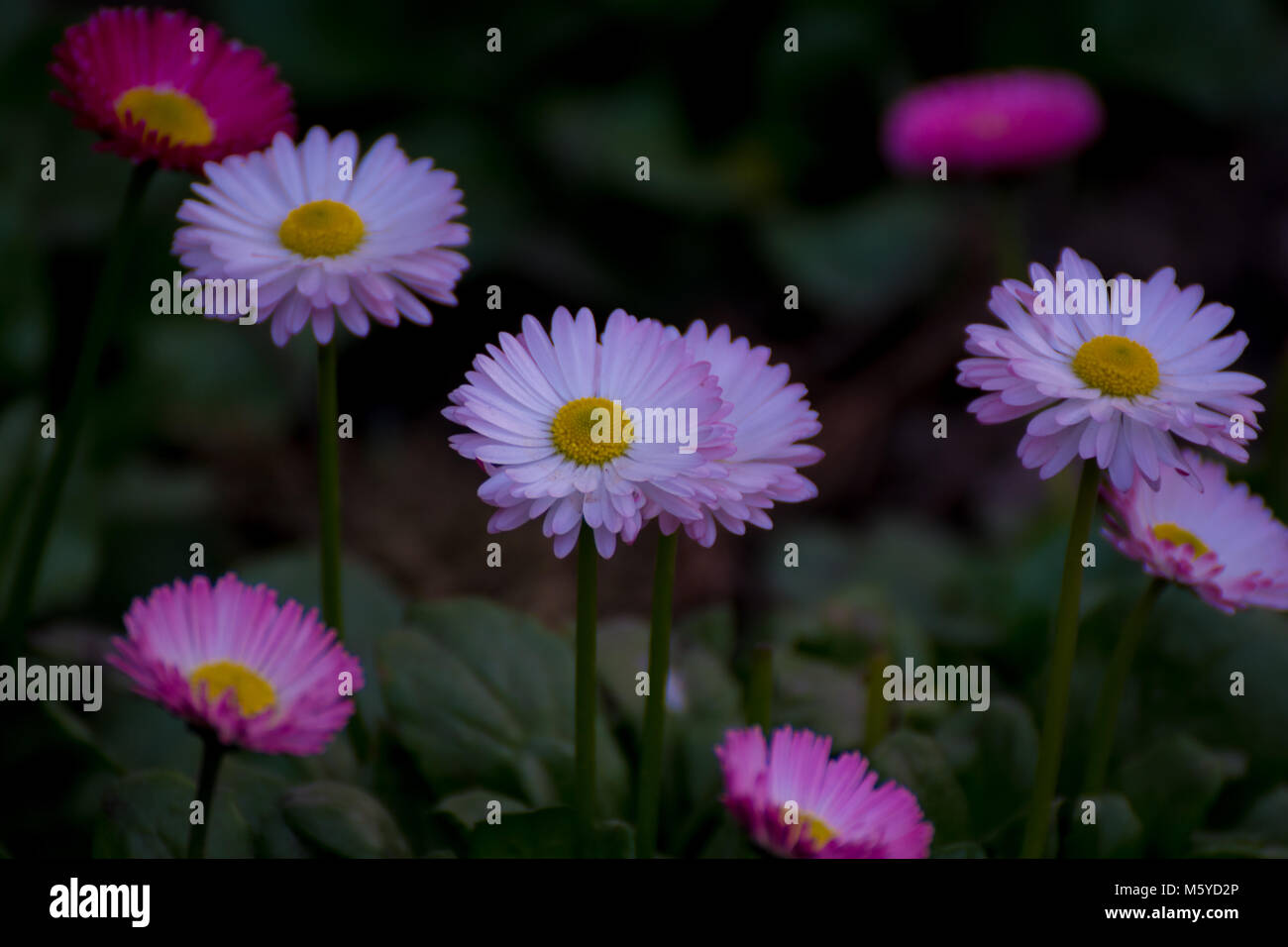 Pink Daisy With Stem