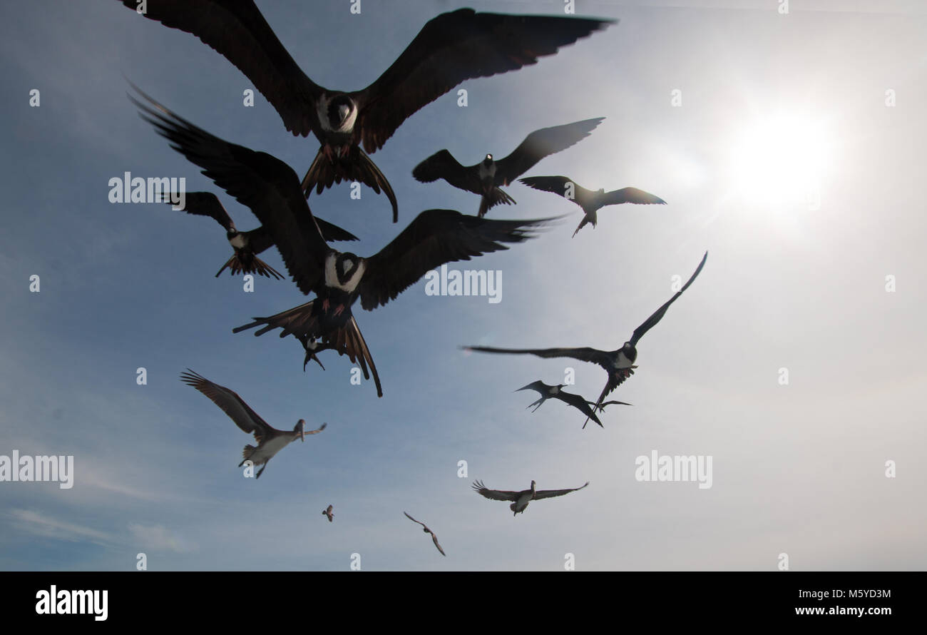 Lesser frigate birds hi-res stock photography and images - Alamy