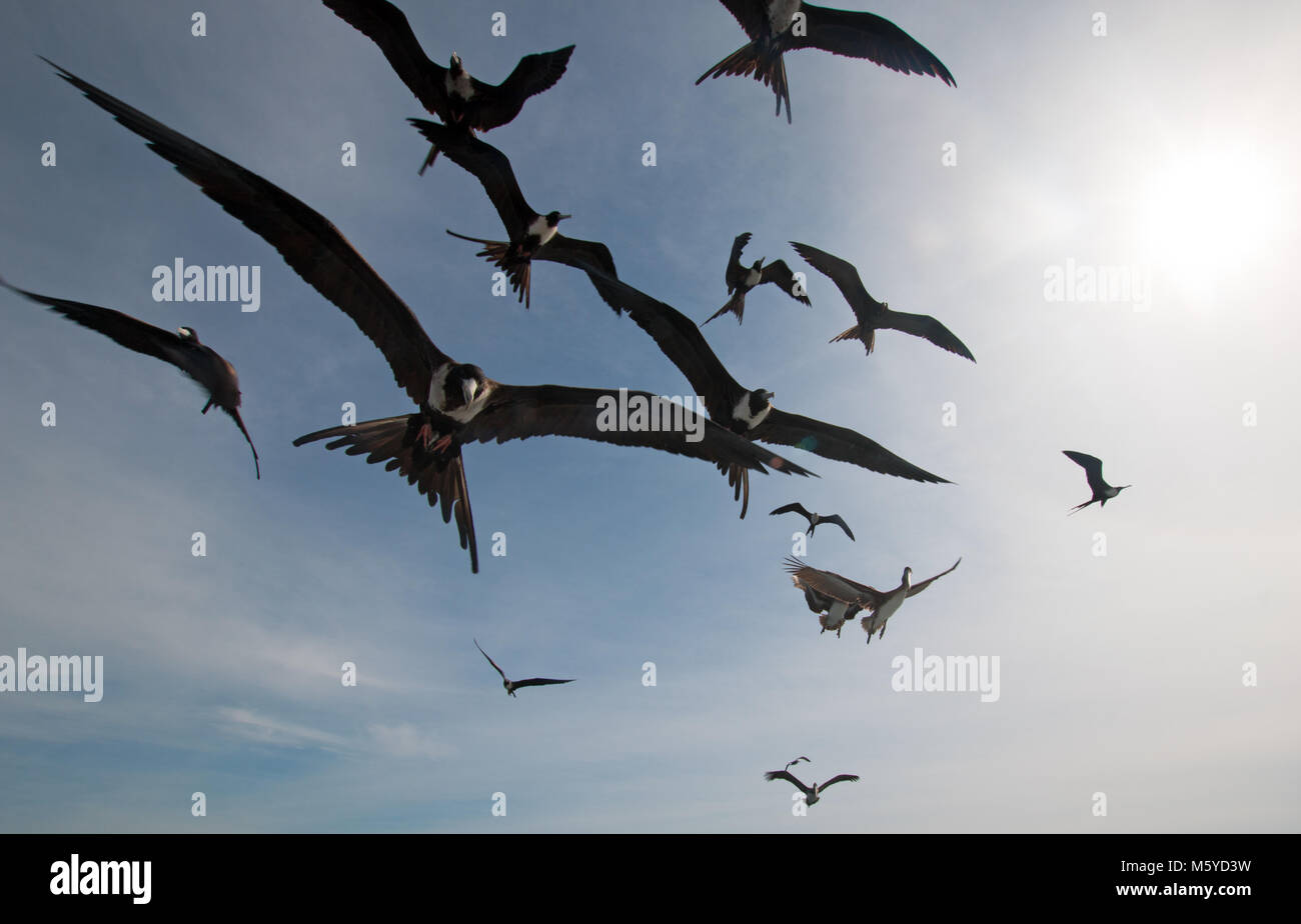 Lesser frigatebird hi-res stock photography and images - Alamy