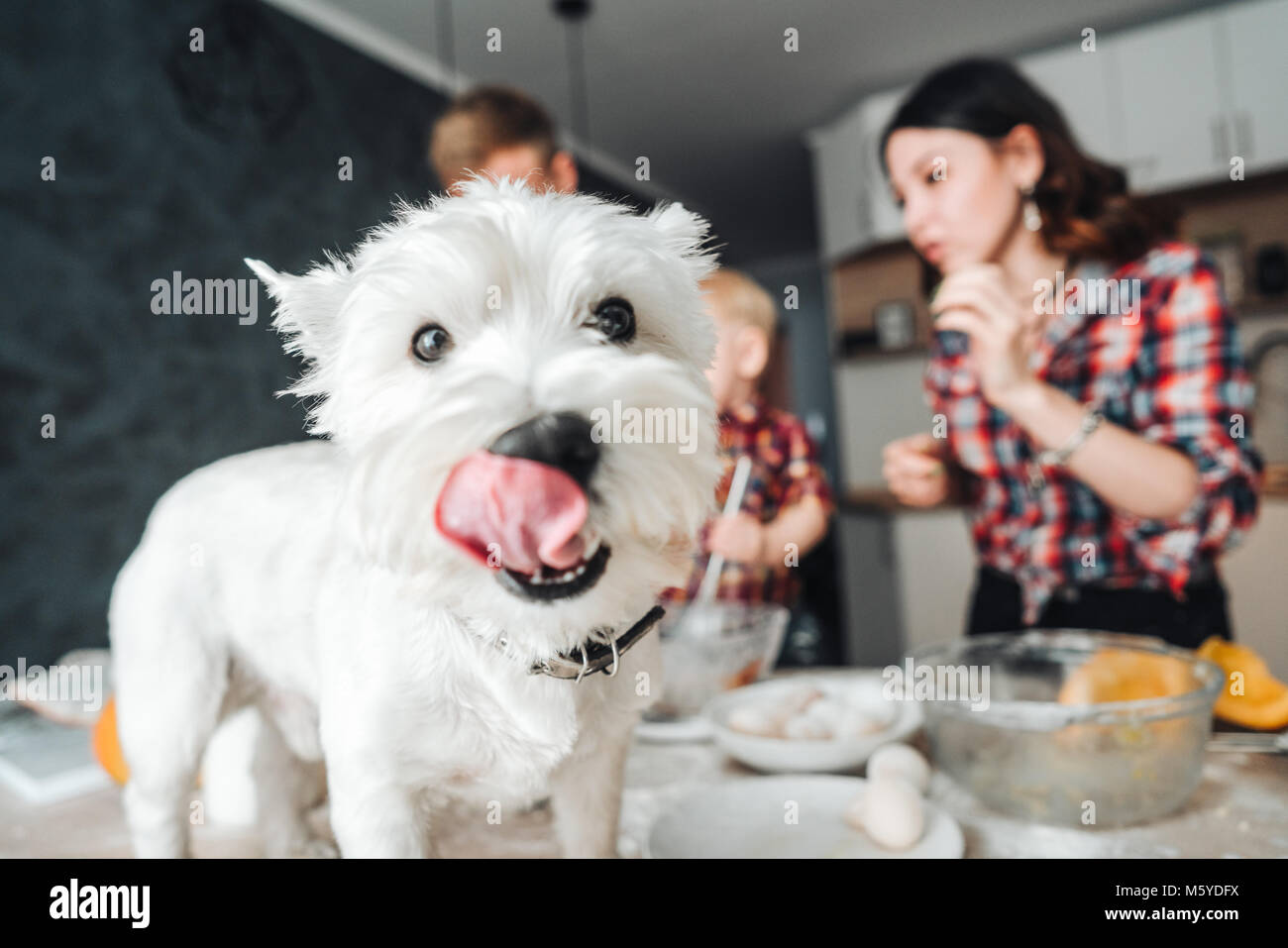 Dog on the kitchen table. Happy family in the kitchen Stock Photo - Alamy