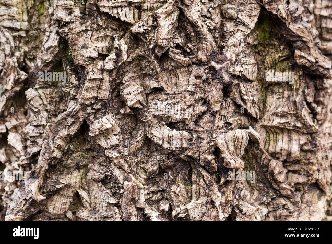 Old tree bark textured. Crooked and wry surface. Weathered and aged ...