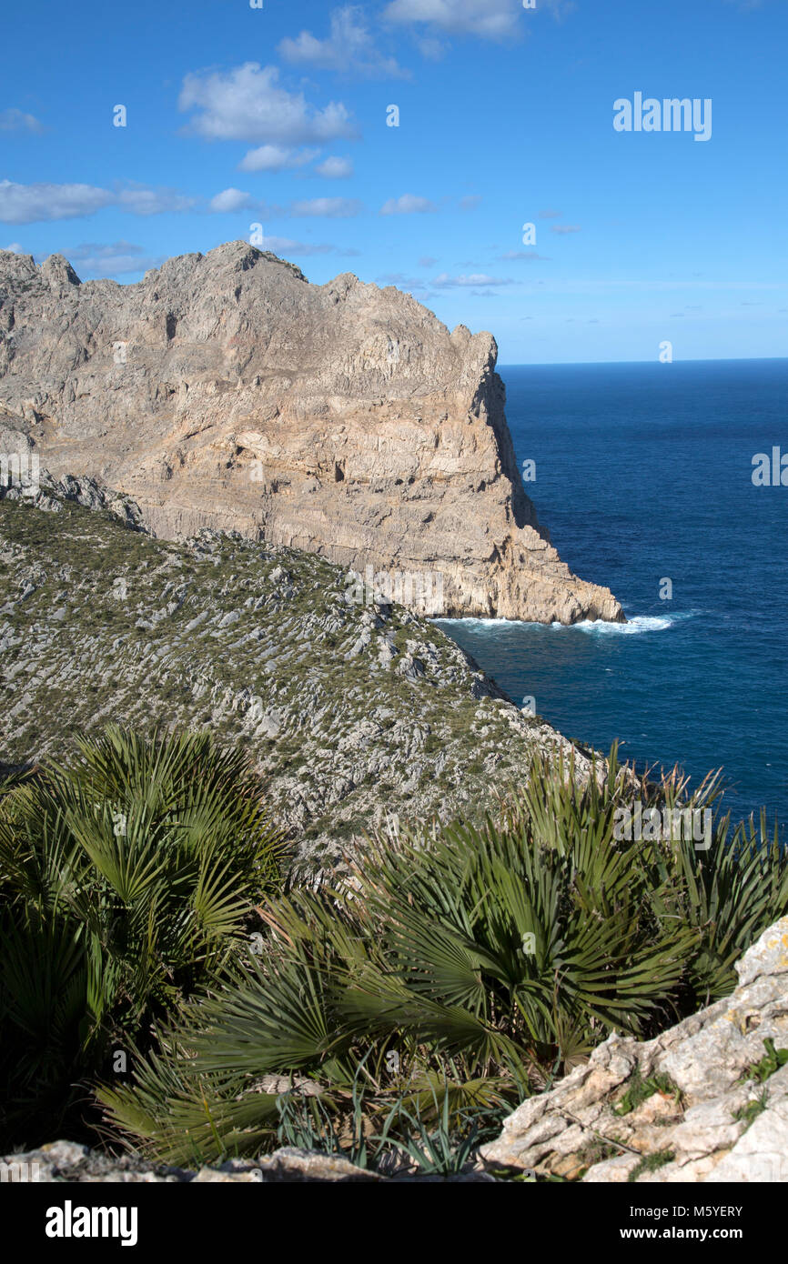 Cliff and Plants on Formentor; Majorca; Spain Stock Photo - Alamy