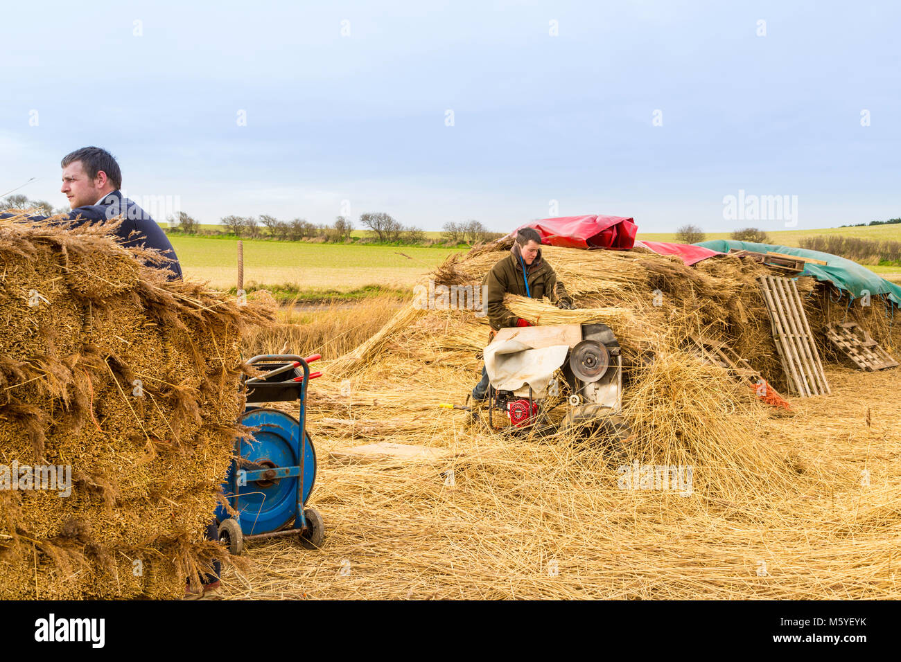 Reedcutters at work preparing bundles of reeds for thatching Stock ...