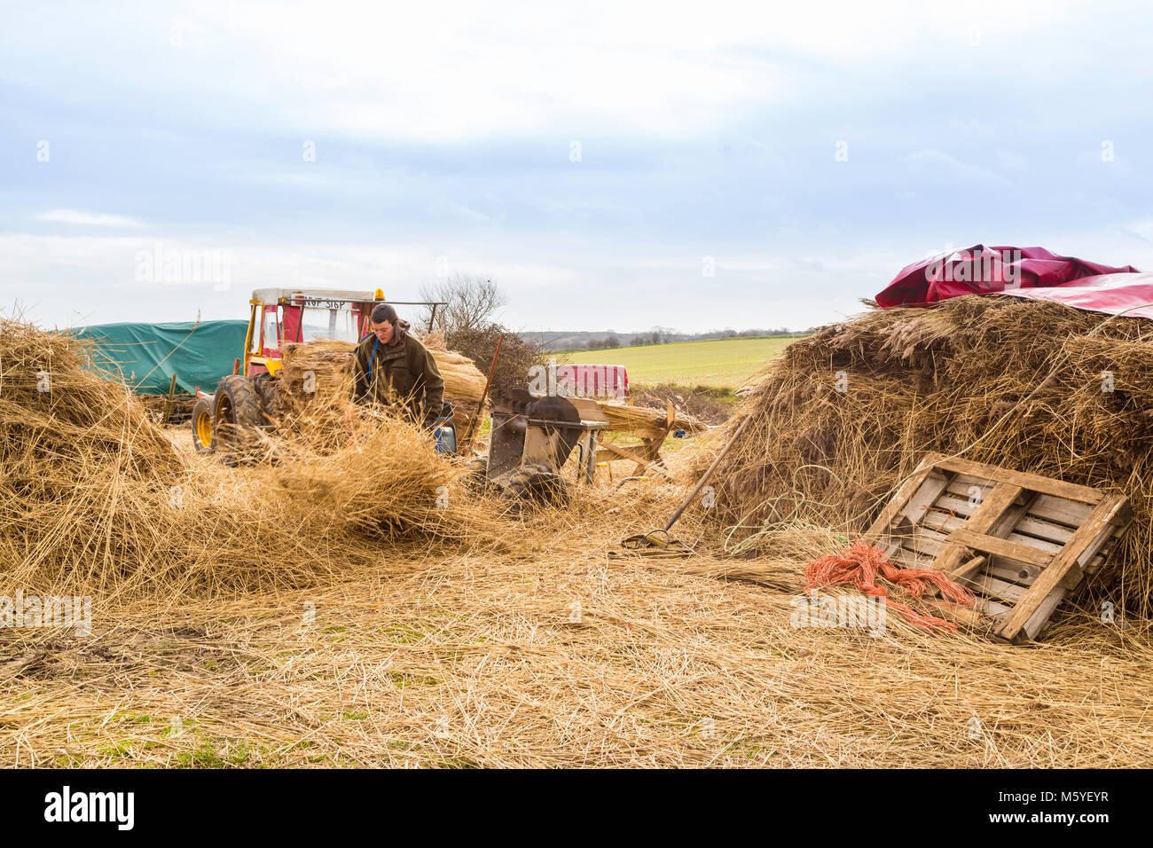 Reedcutters at work preparing bundles of reeds for thatching Stock ...