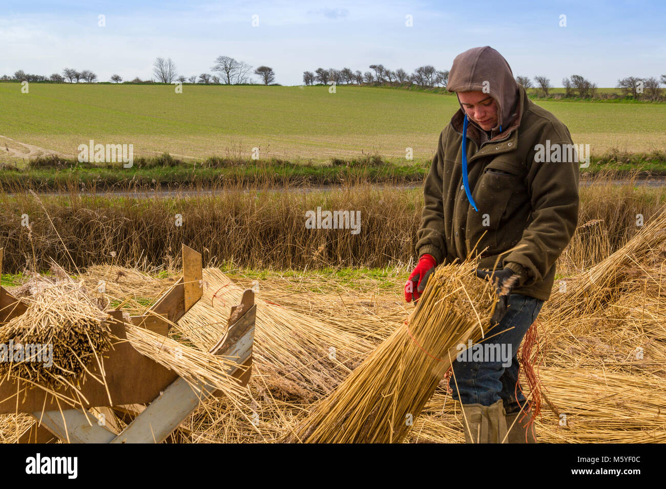 Reedcutters at work preparing bundles of reeds for thatching Stock ...