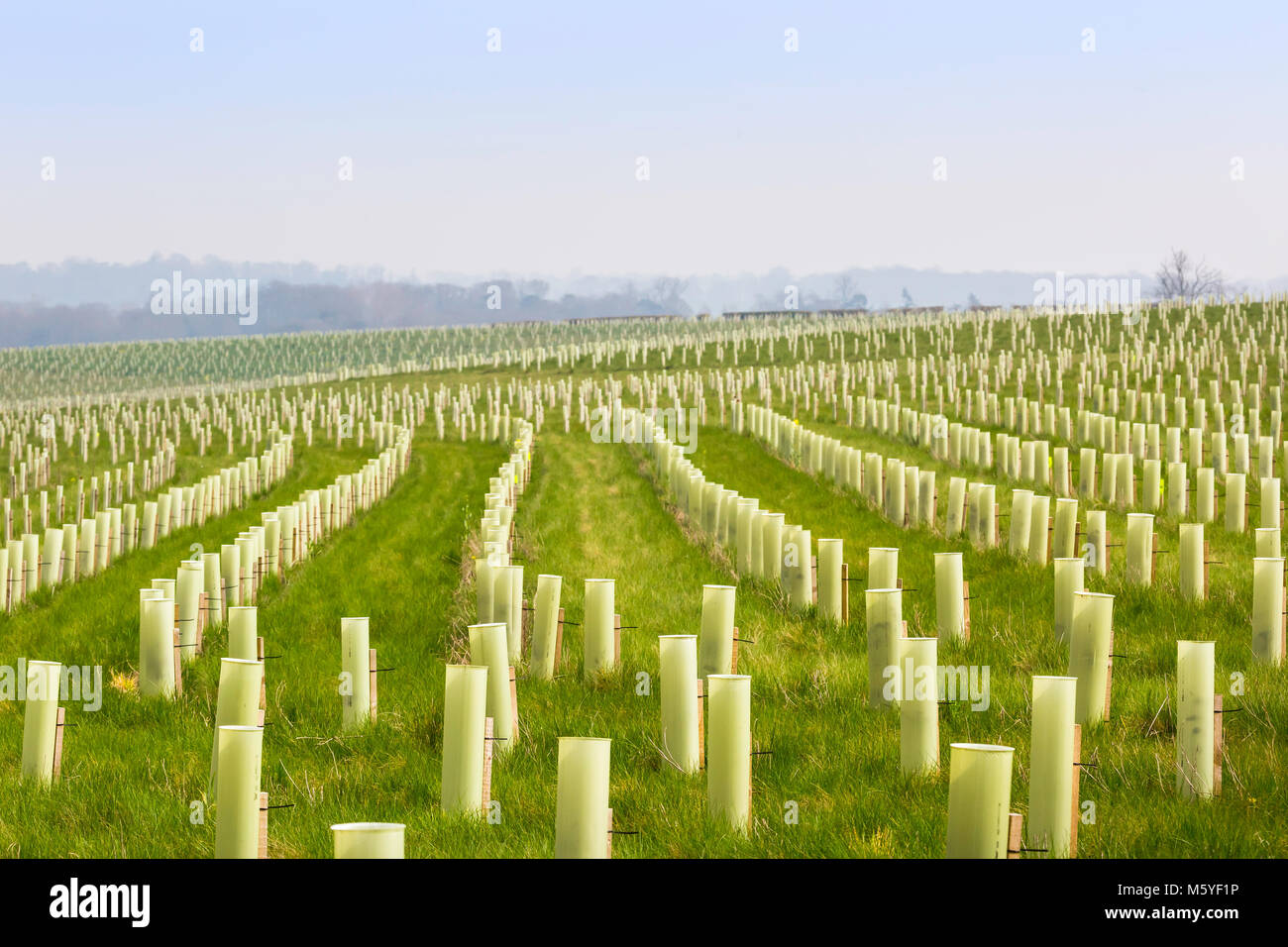 A tree planting scheme in the National Forest Stock Photo - Alamy