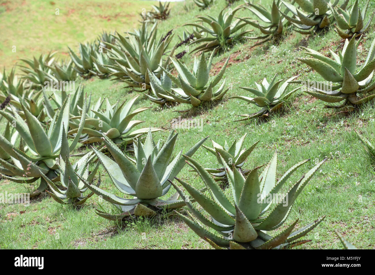 A group of aloe plants on a hilly manicured grass field in pretoria ...