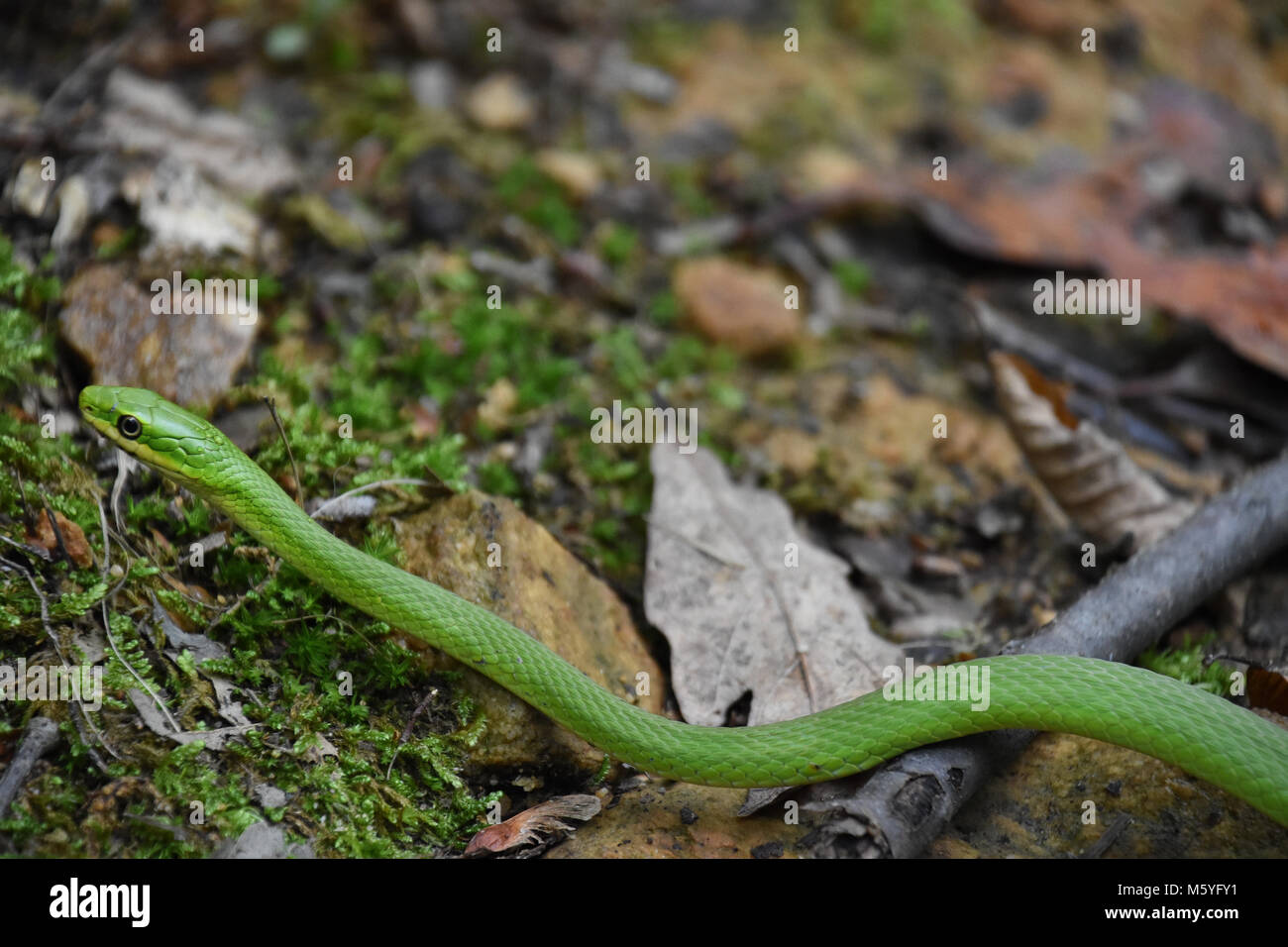 Green snake in Virginia in the United States of America. The smooth ...