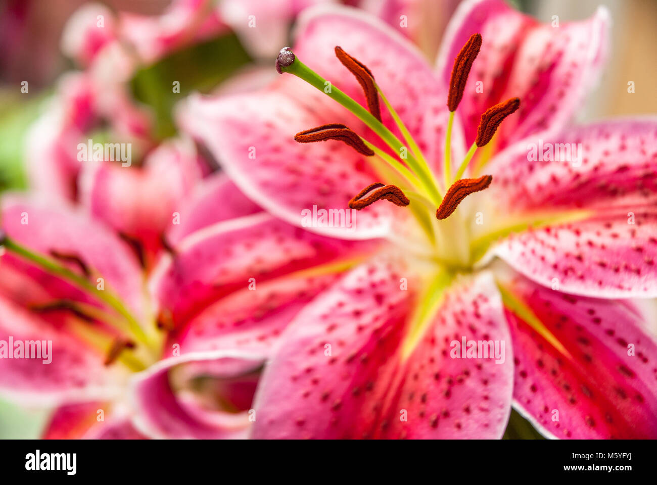 Close detail background of pink Stargazer lilies Stock Photo - Alamy