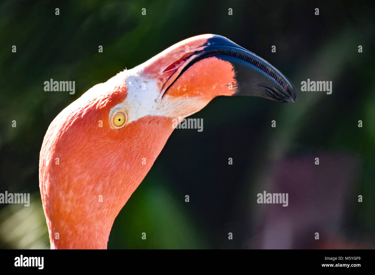 A closeup of the head of a Flamingo looking to the right Stock Photo ...