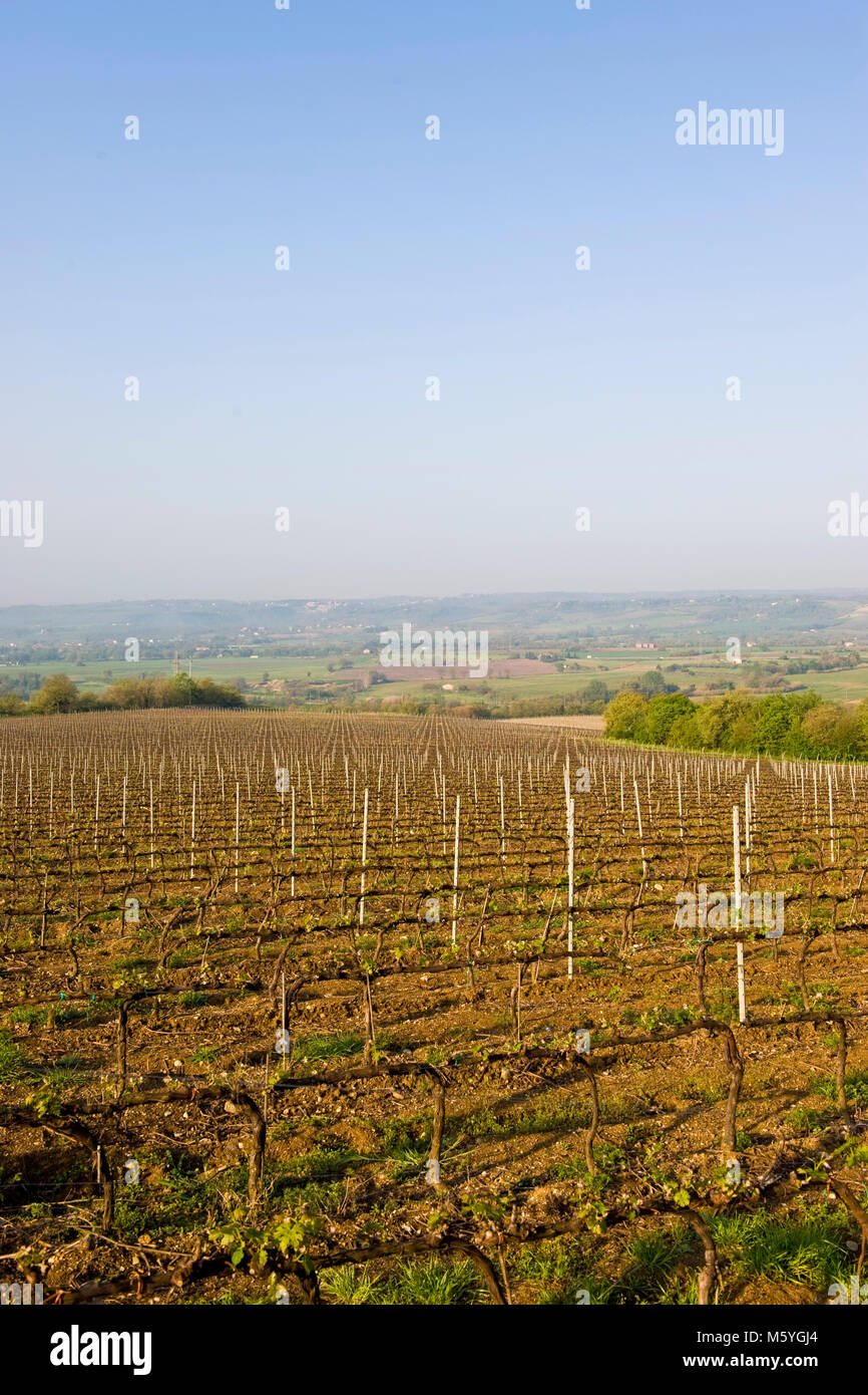 Vineyard, Landscape, surrounding of Montecchio, Umbria, Italy Stock ...
