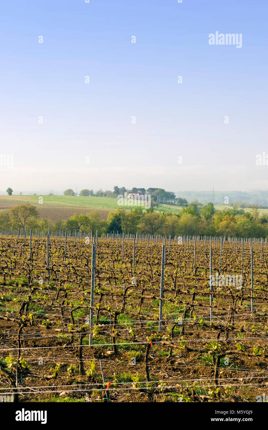 Vineyard, Landscape, surrounding of Montecchio, Umbria, Italy Stock ...