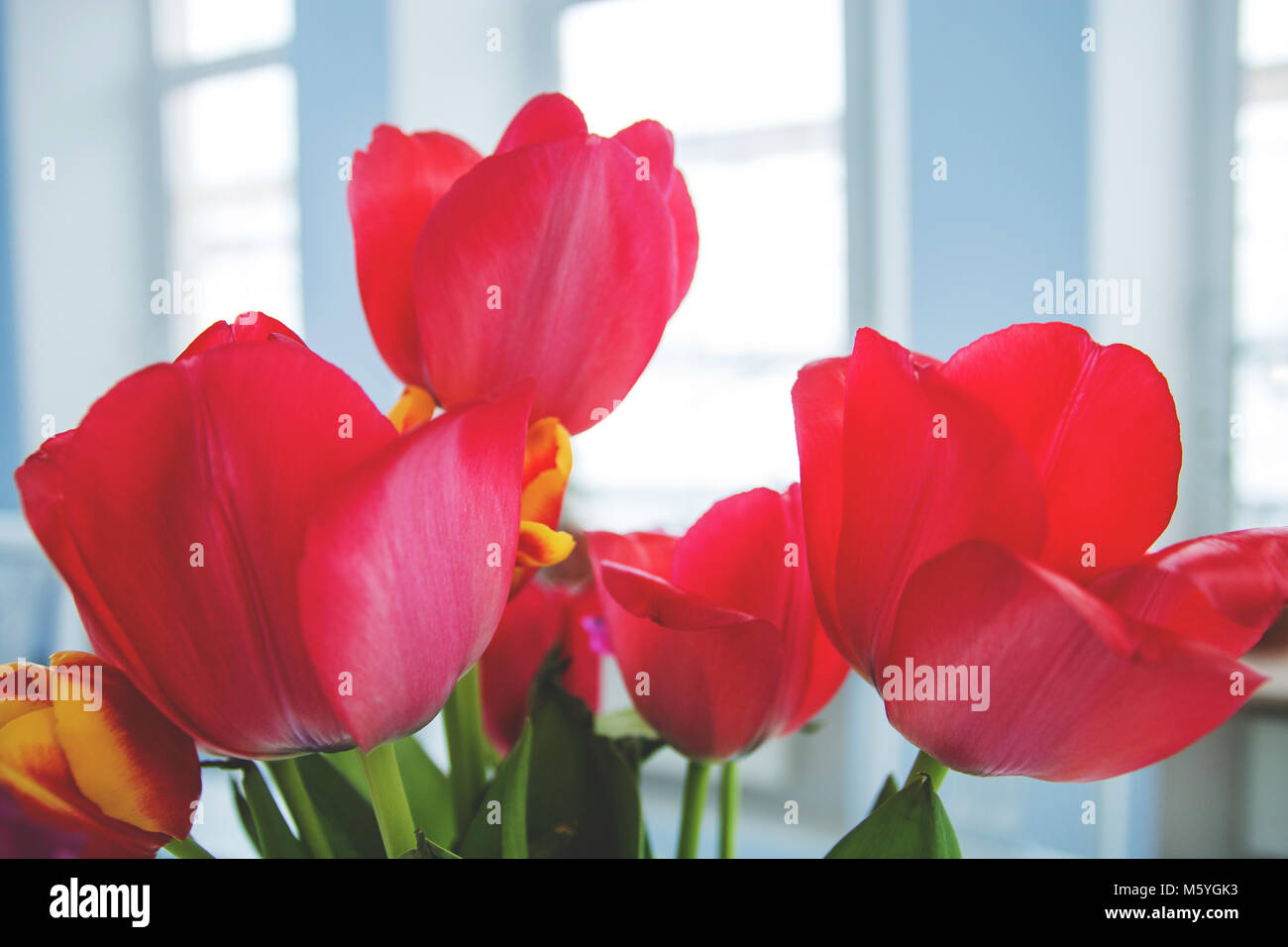 bouquet of unfolded tulips close-up, toning offset Stock Photo - Alamy