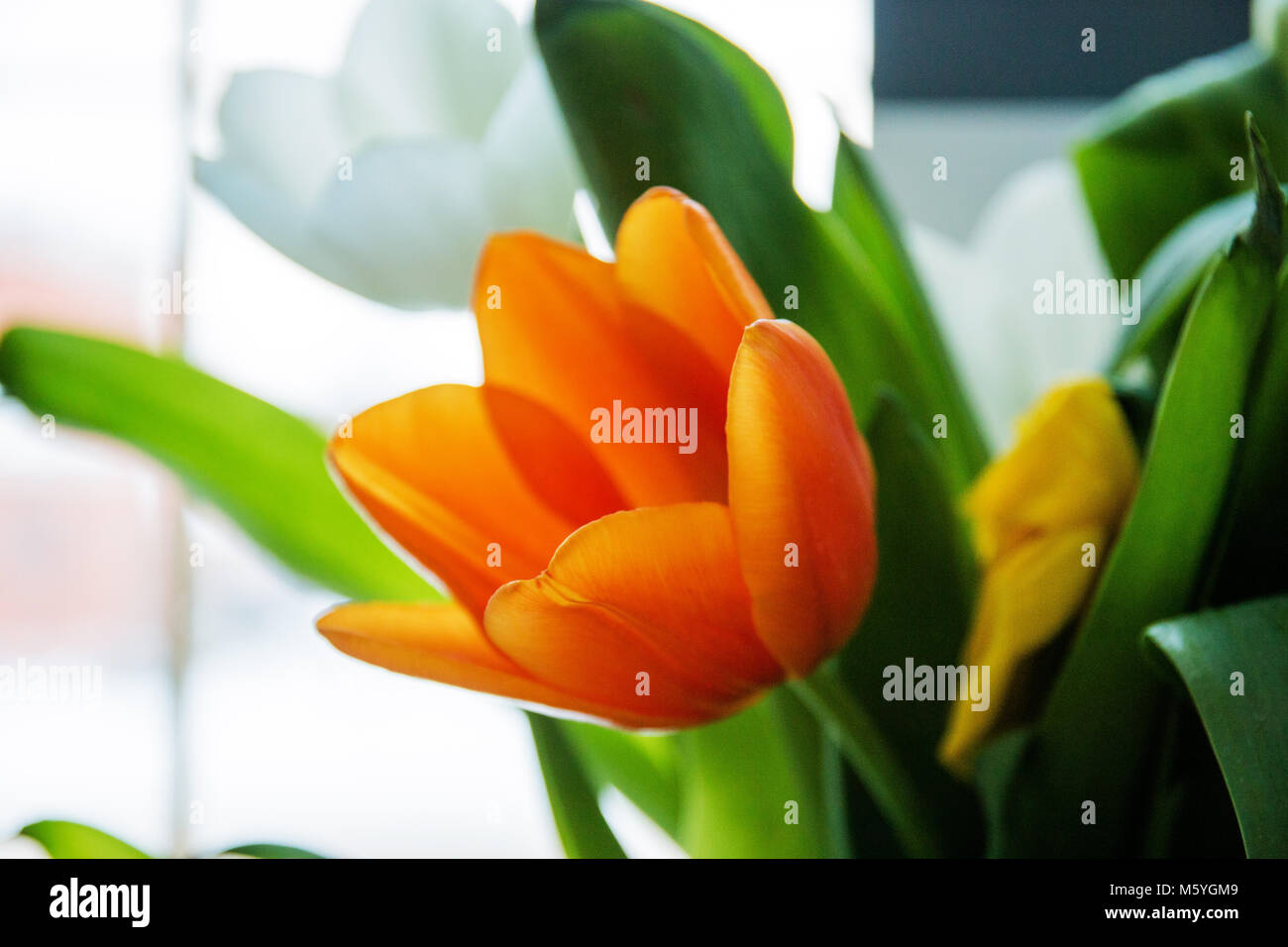 the open pink Tulip closeup opposite the window Stock Photo - Alamy