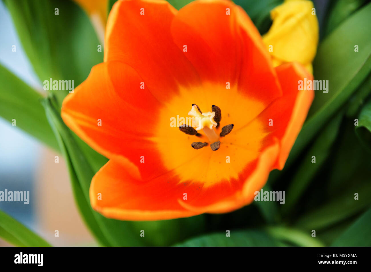 the open pink Tulip closeup opposite the window Stock Photo - Alamy