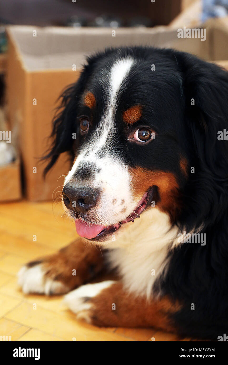 Bernese mountain dog, Berner Sennenhund on nature Stock Photo - Alamy