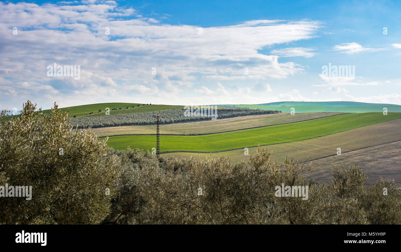 Land of olive trees hi-res stock photography and images - Alamy