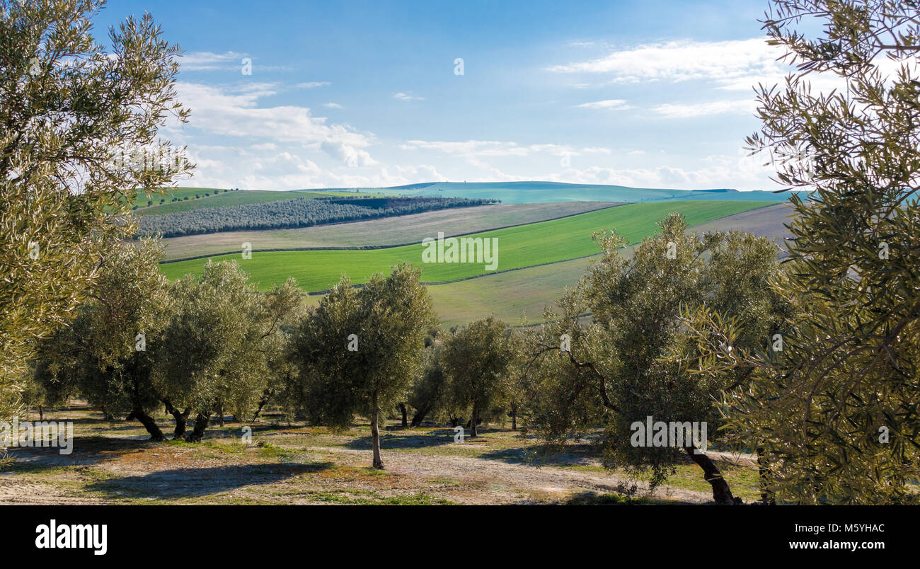 Landscape of cultivated fields hi-res stock photography and images - Alamy