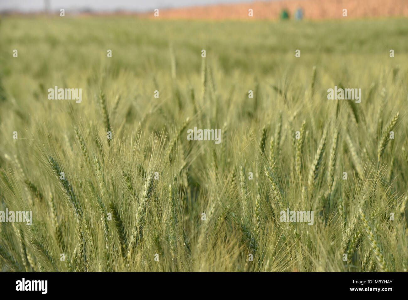 Zambia flora hi-res stock photography and images - Alamy