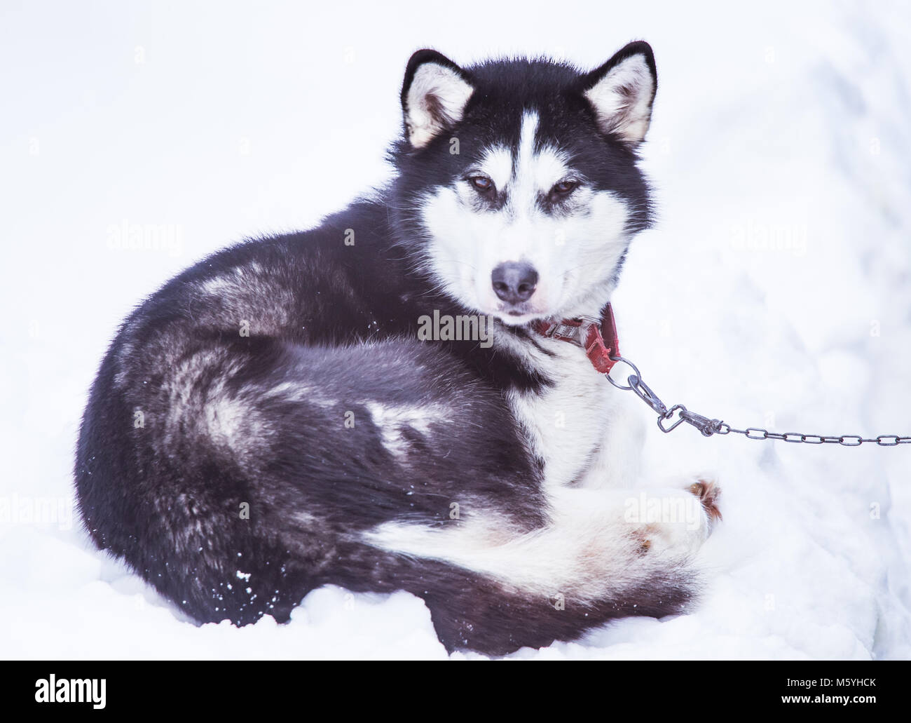 Beautiful alaska husky dogs waiting for a sled dog race to start. Cute ...