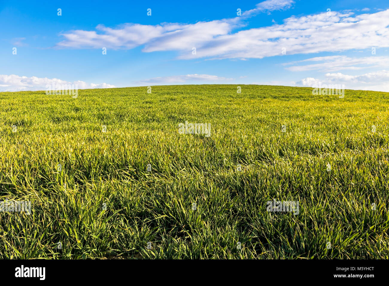 A beautiful field Stock Photo - Alamy