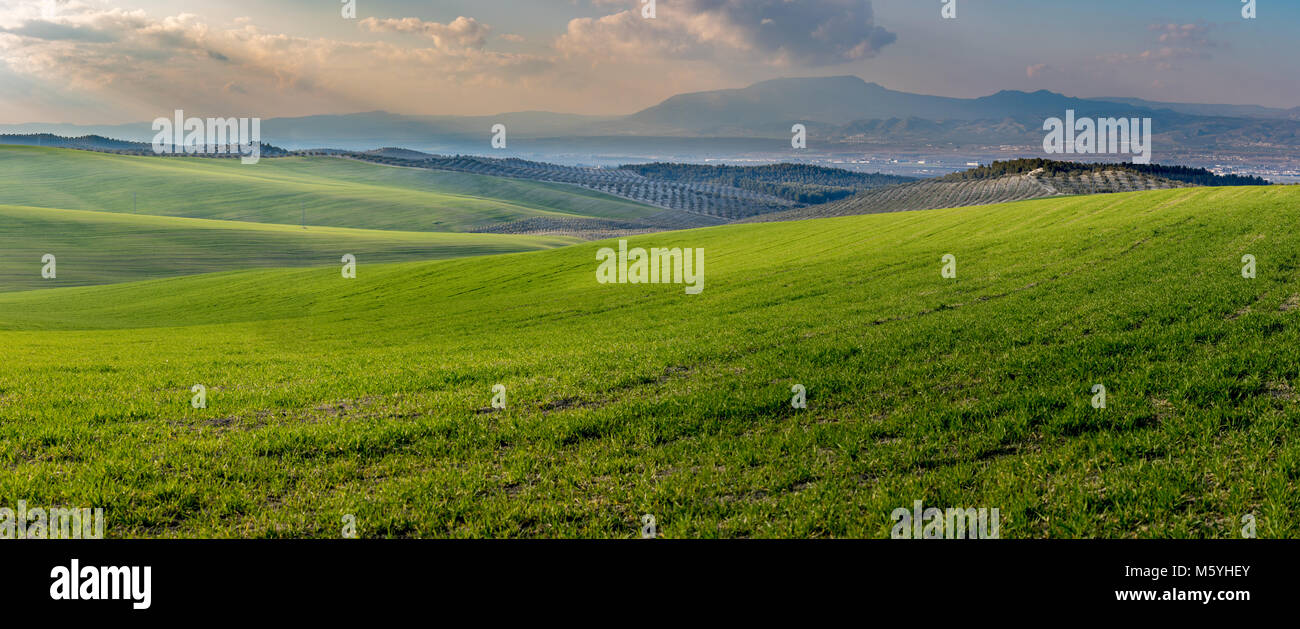 A beautiful field Stock Photo - Alamy