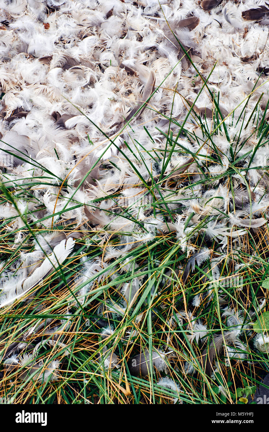 Goose feathers on a farm in the Dordogne France Stock Photo - Alamy