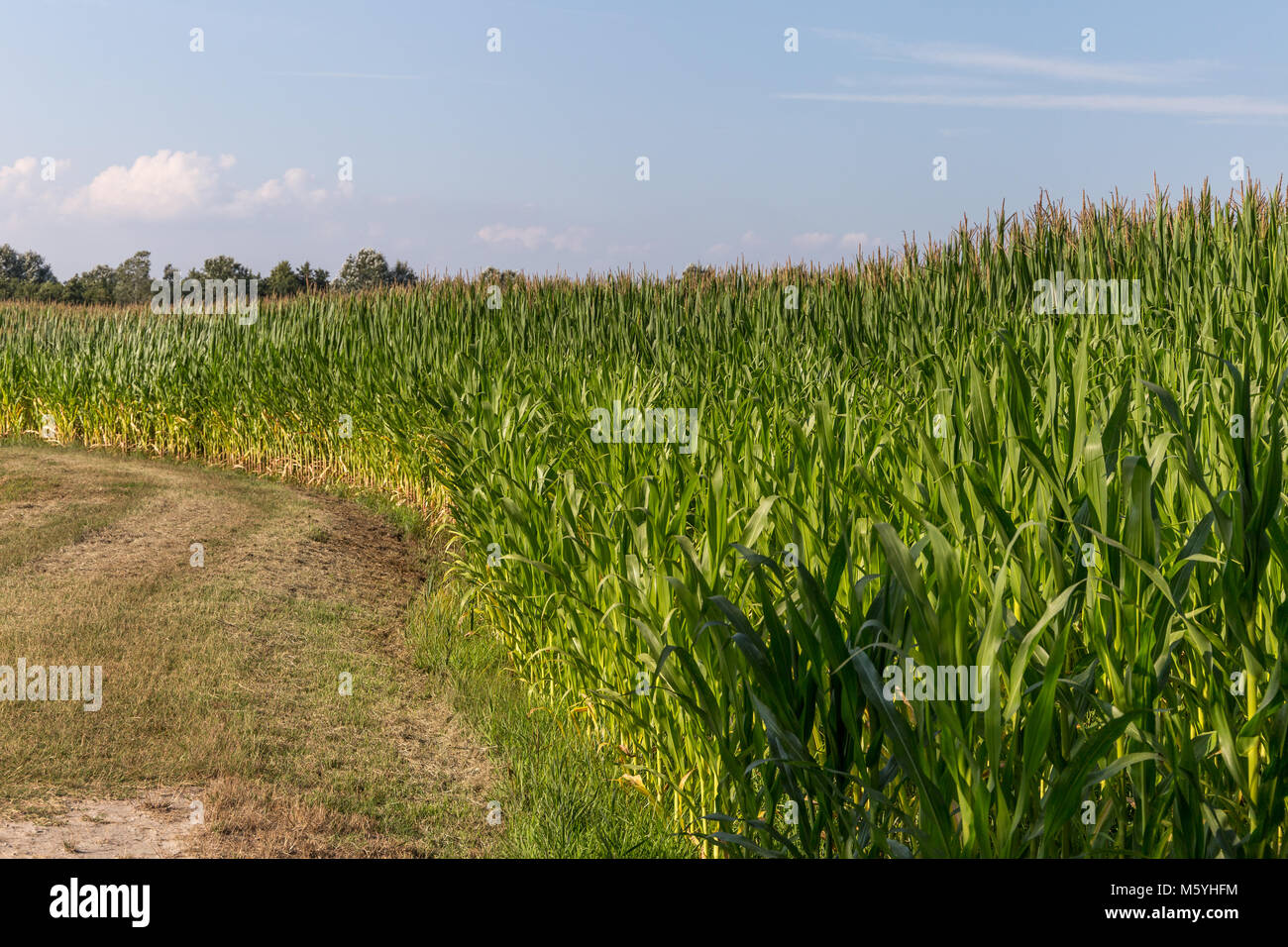 field of corn in the countryside at sunset near a road Stock Photo - Alamy