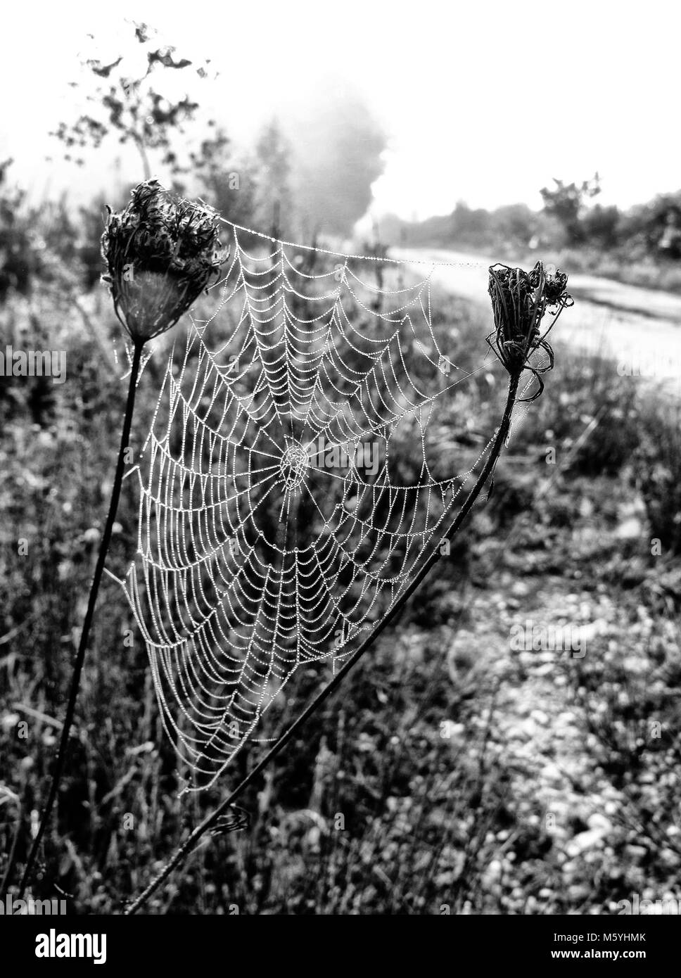 Spider’s web Black and White Stock Photos & Images - Alamy