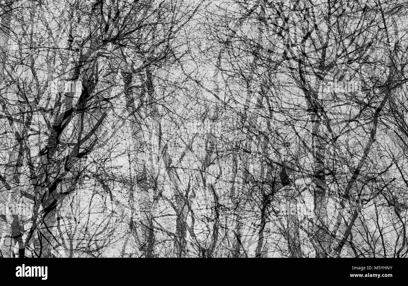 Multiple trees hi-res stock photography and images - Alamy