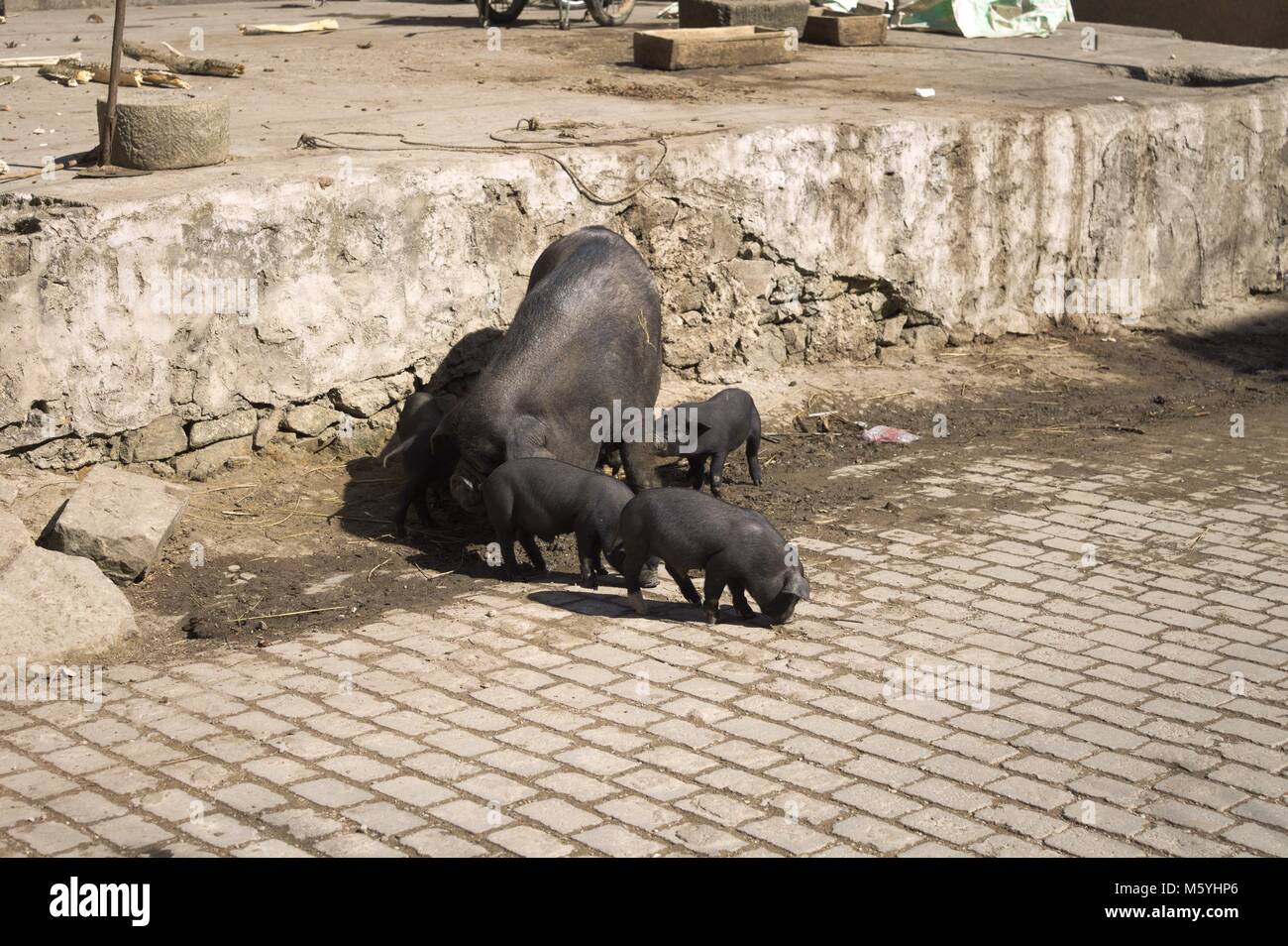 Black pig with babies on the street (Yunnan, China Stock Photo - Alamy