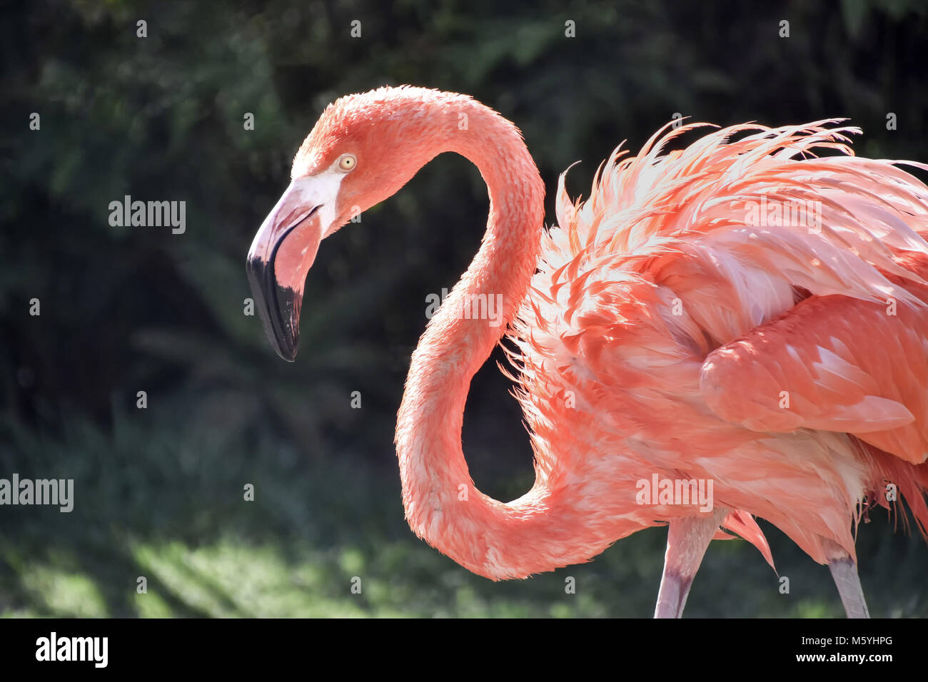 A pink flamingo against a green background walking to the left looking ...