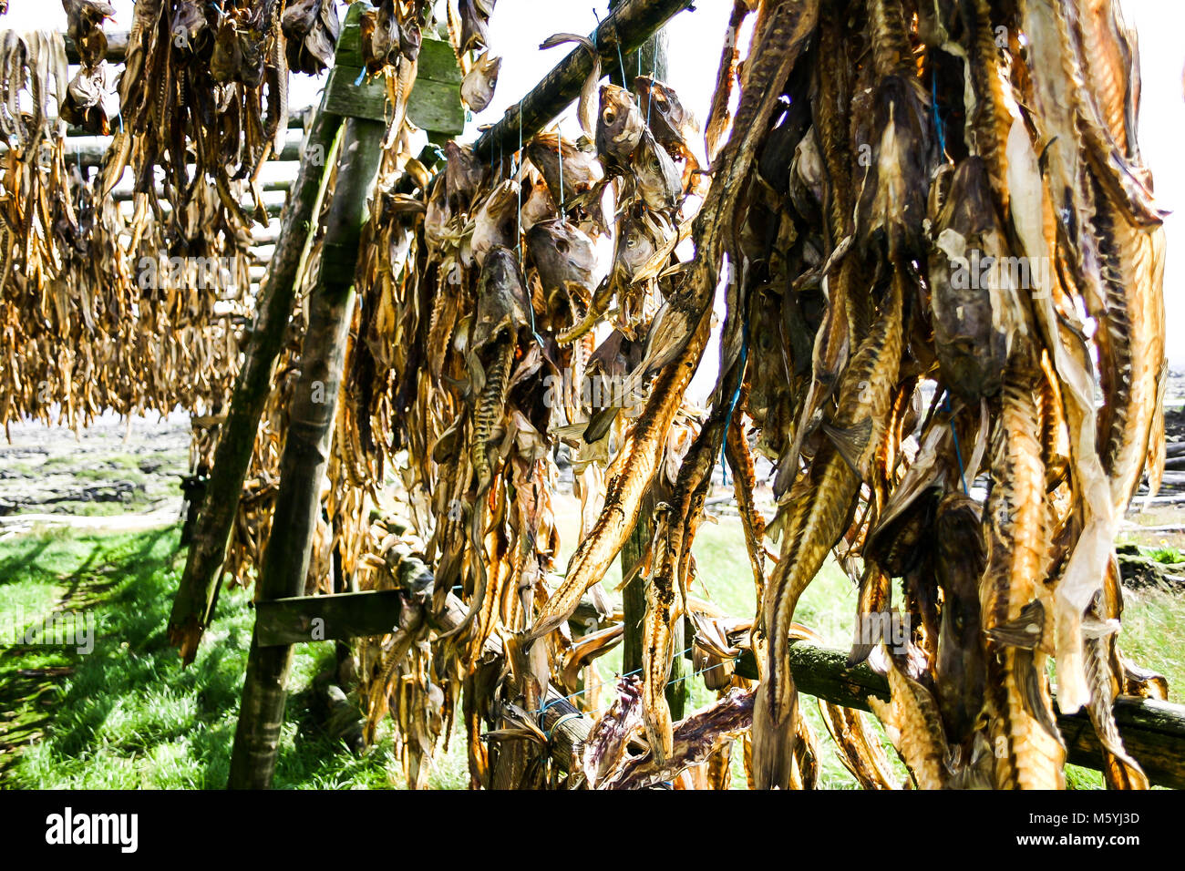 Stinking Fish High Resolution Stock Photography and Images - Alamy