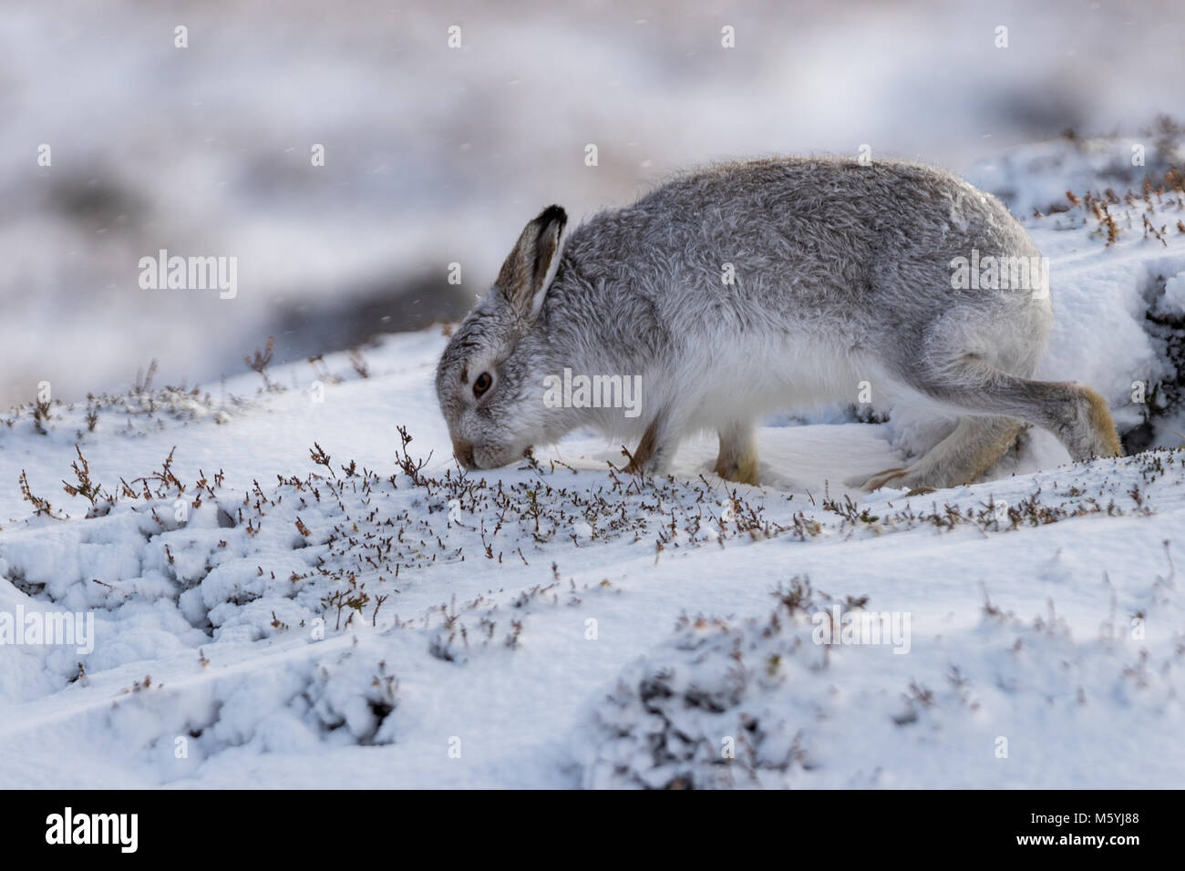 Blue mountain hare in winter hi-res stock photography and images - Alamy