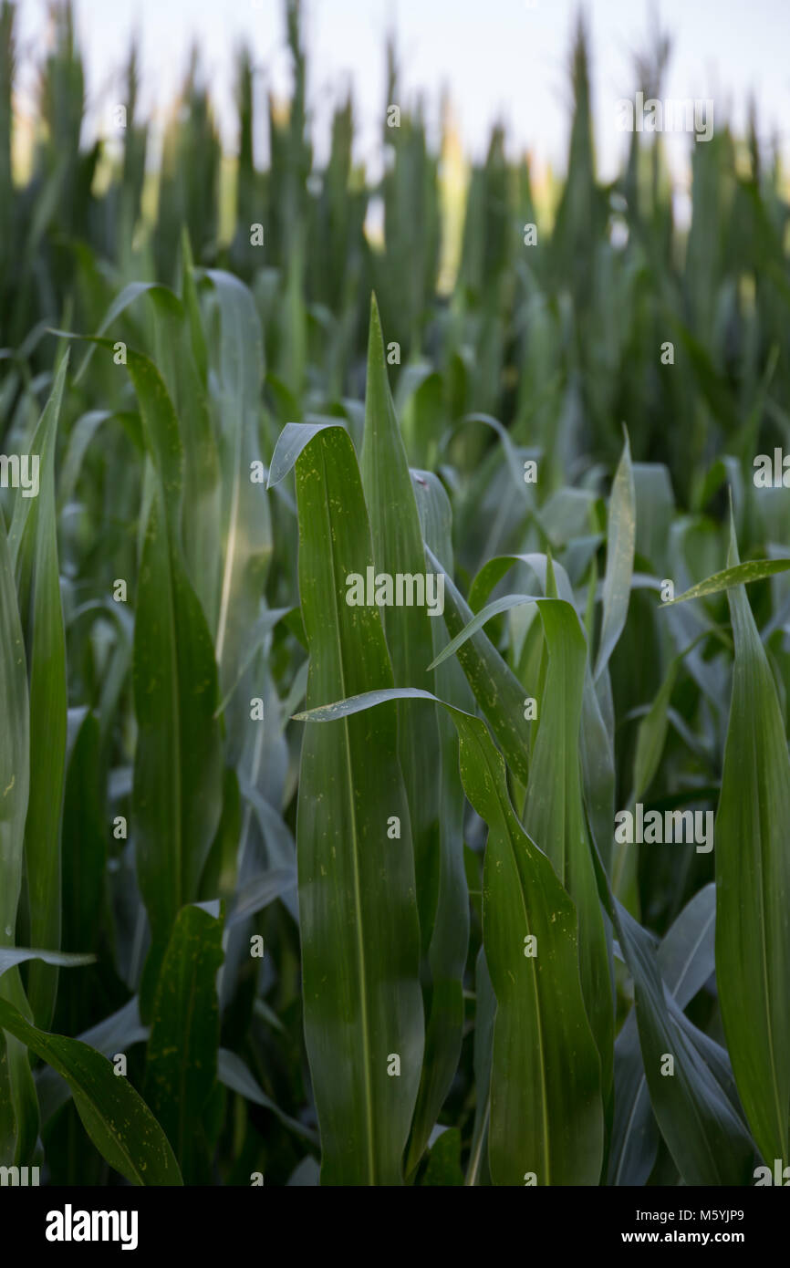 field of corn in the countryside at sunset near a road Stock Photo - Alamy