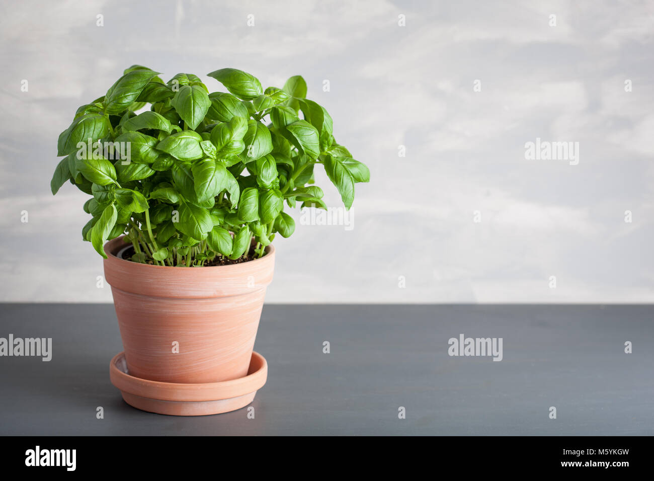 fresh basil herb in pot Stock Photo - Alamy