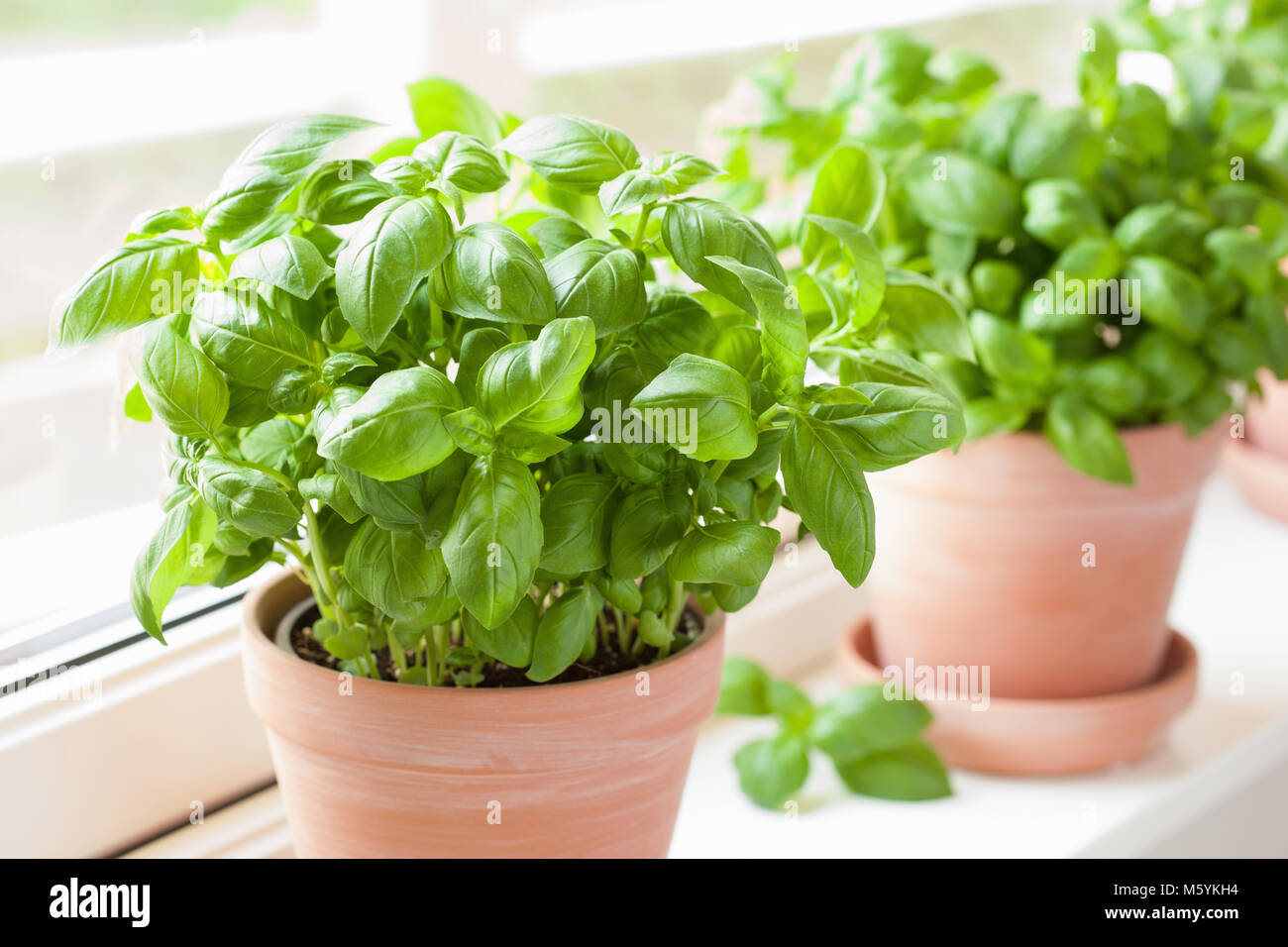 fresh basil herb in pot Stock Photo - Alamy