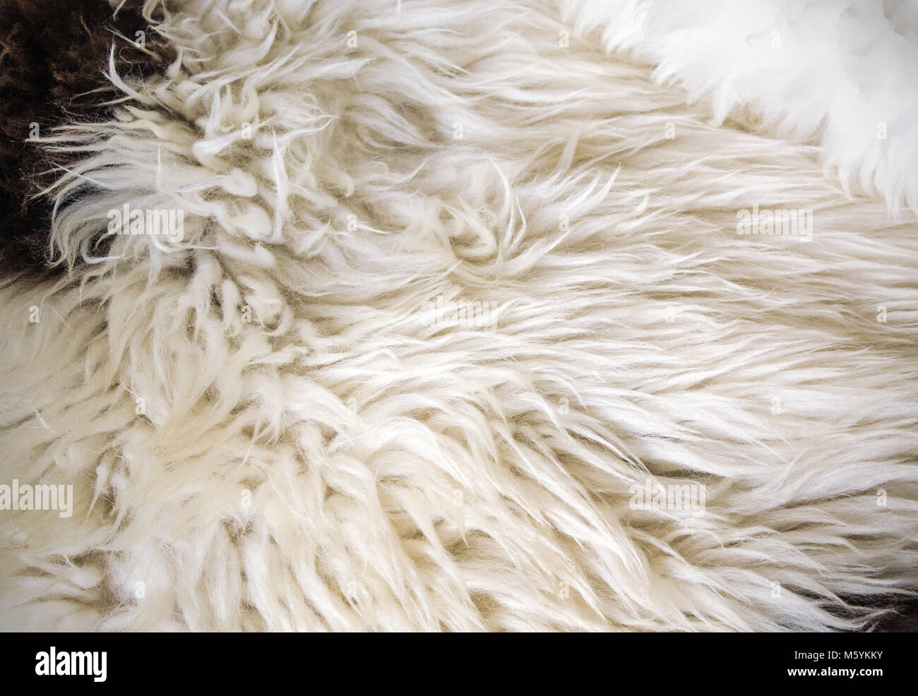 Goat hair texture hi-res stock photography and images - Alamy