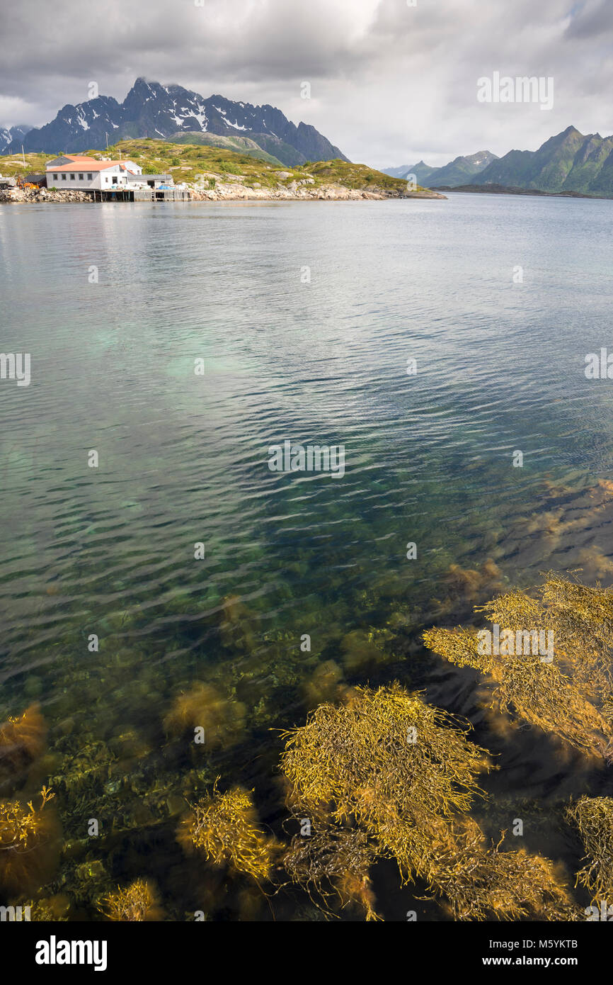 floating algae in landscape of Eggum to the Lofoten islands in Norway ...