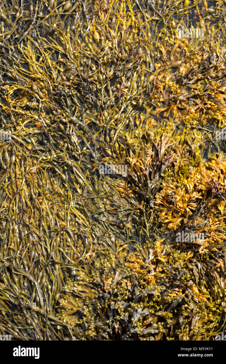 Floating algae hi-res stock photography and images - Alamy