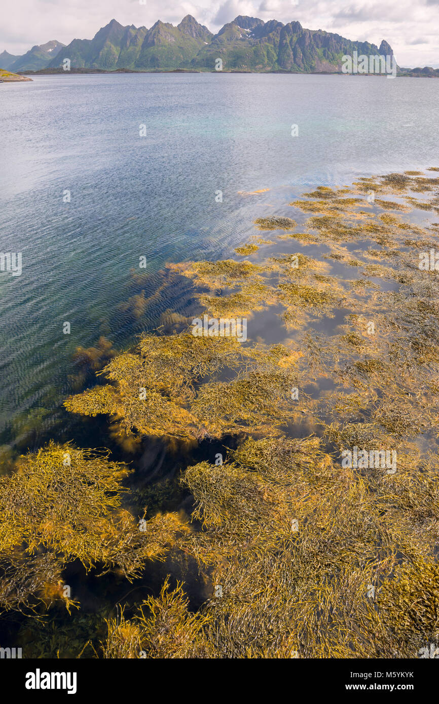 floating algae in landscape of Eggum to the Lofoten islands in Norway ...
