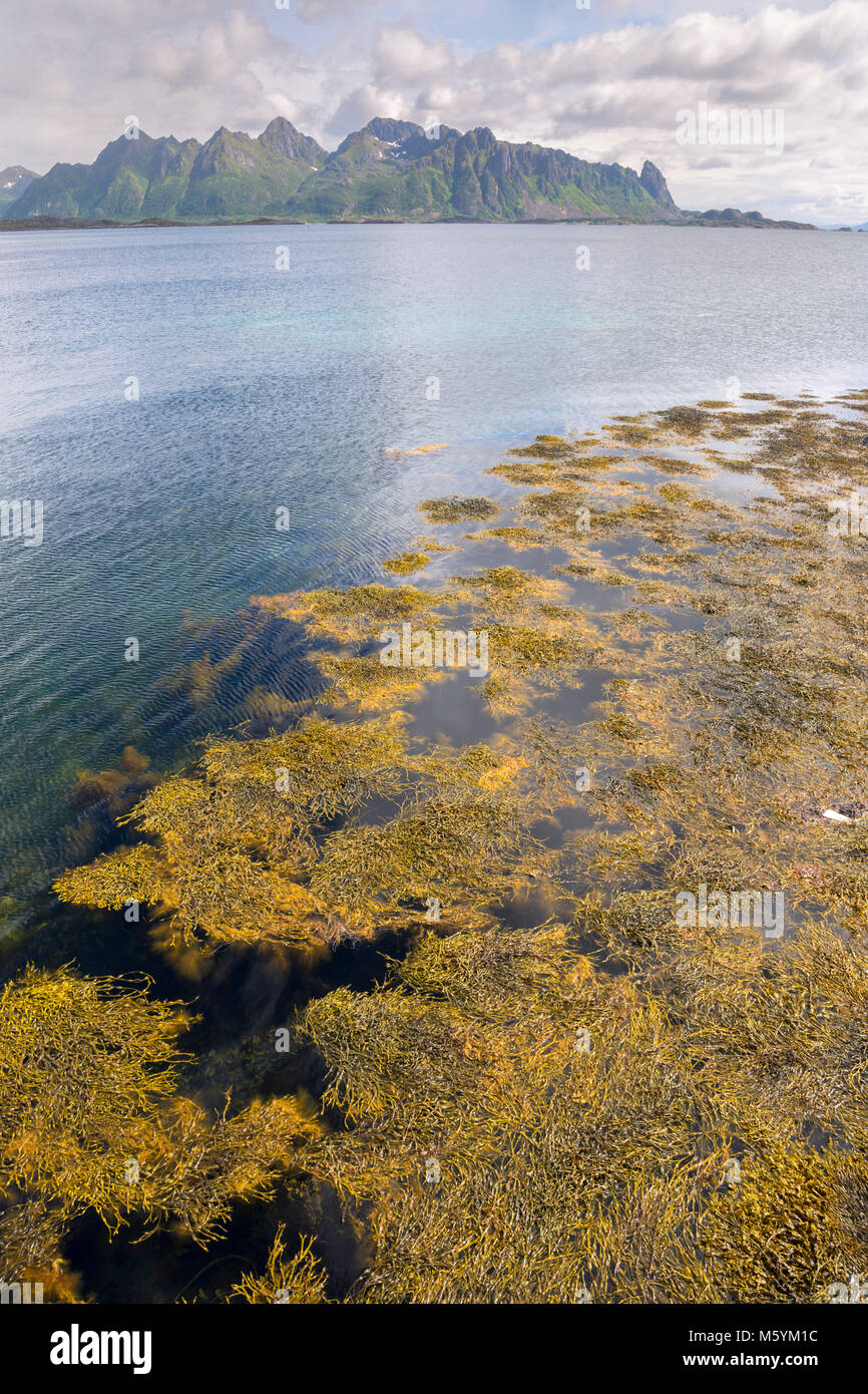 floating algae in landscape of Eggum to the Lofoten islands in Norway ...