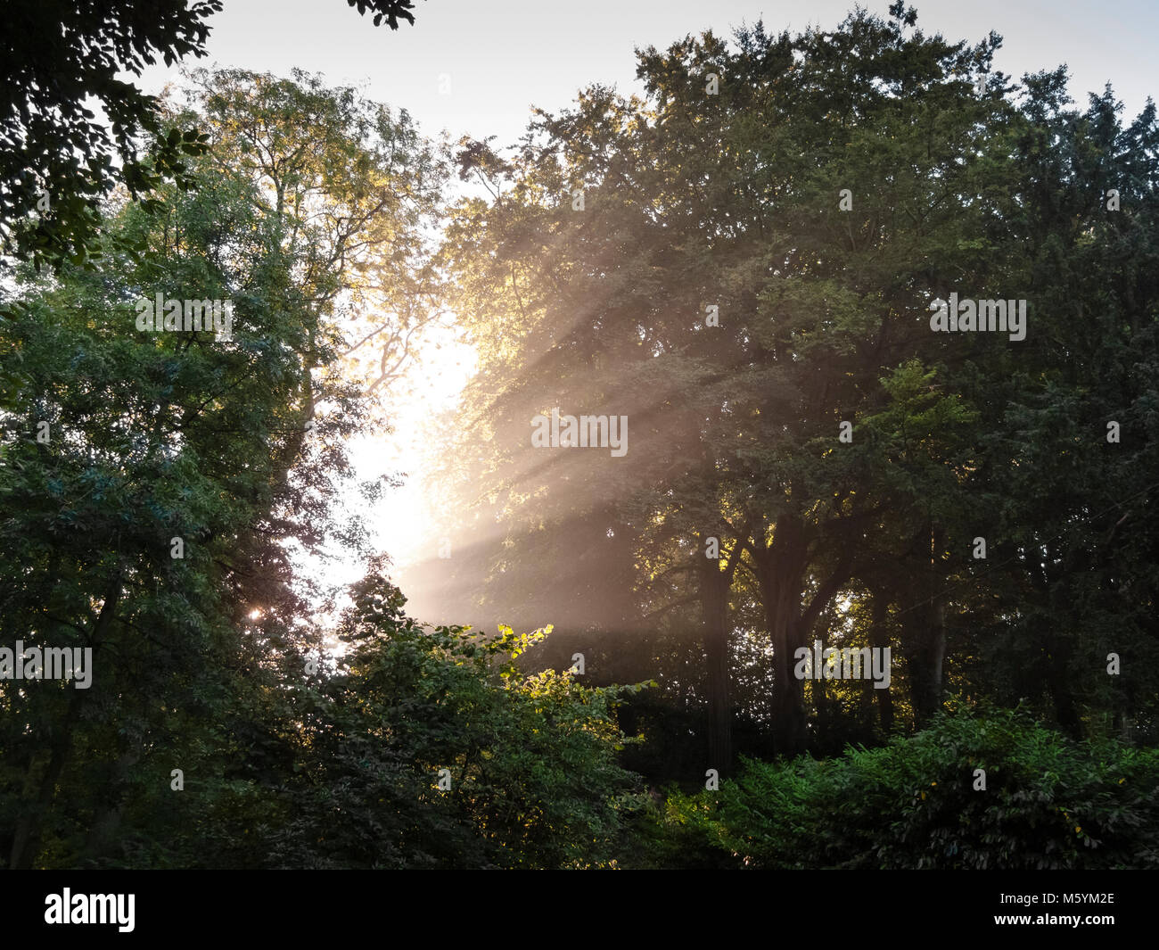 Sunbeams through trees hi-res stock photography and images - Alamy