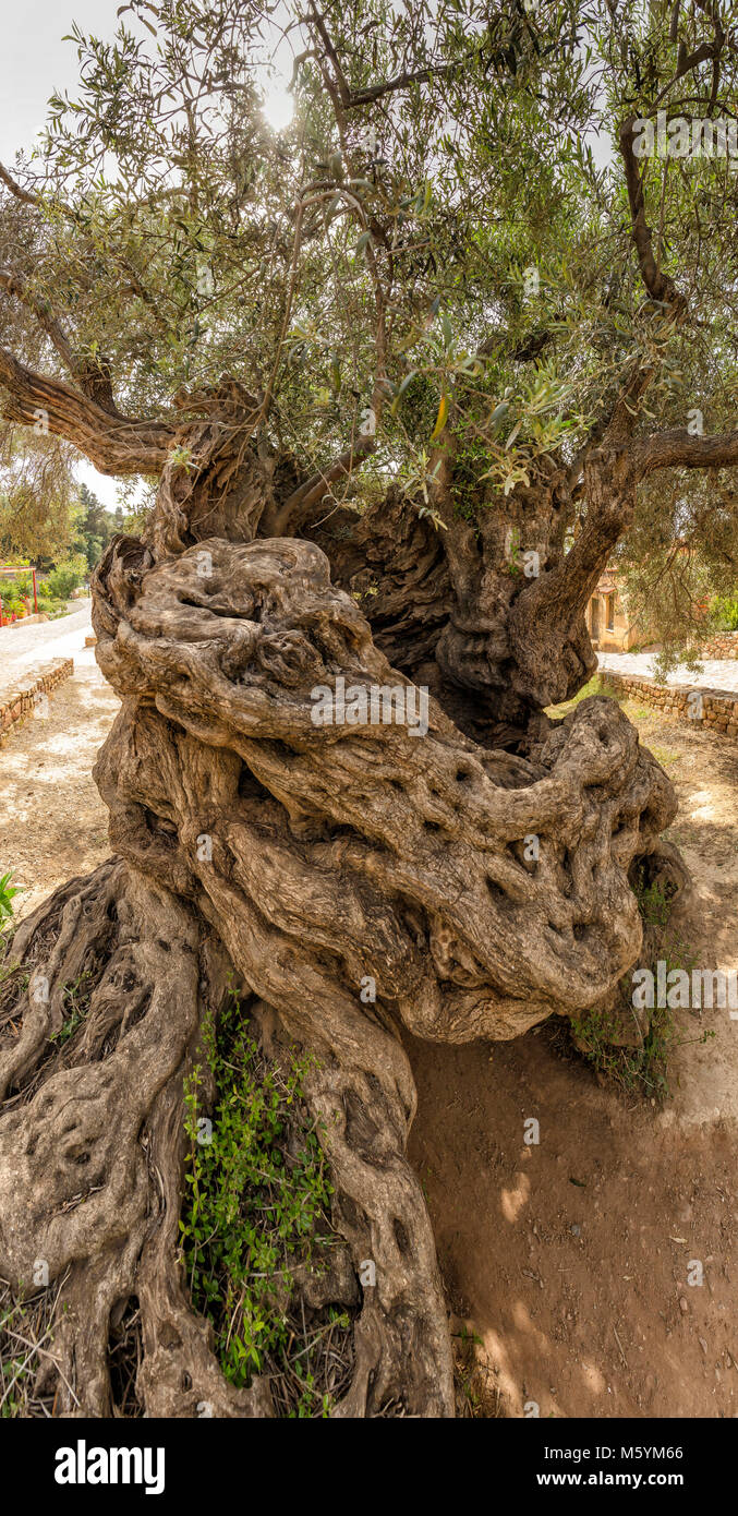 Ancient Olive tree, estimated it to be 4, 000 years old, Vouves, Greece ...