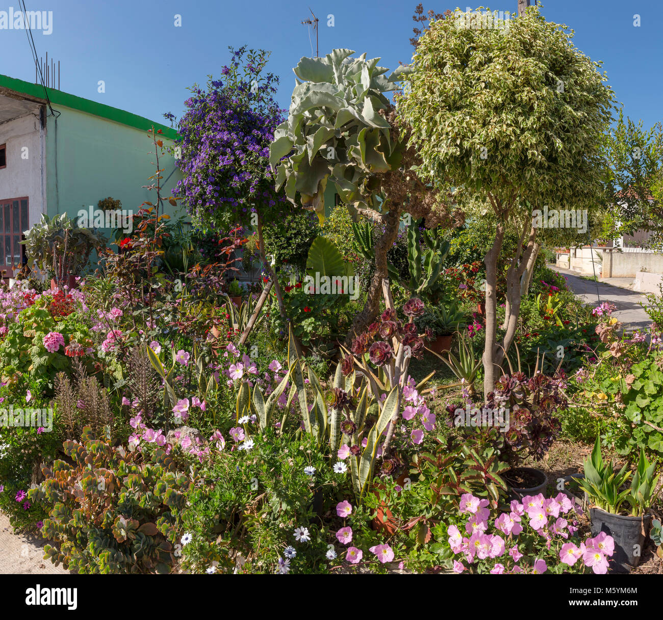 A garden full of flowers, Tavronitis, Greece Stock Photo - Alamy