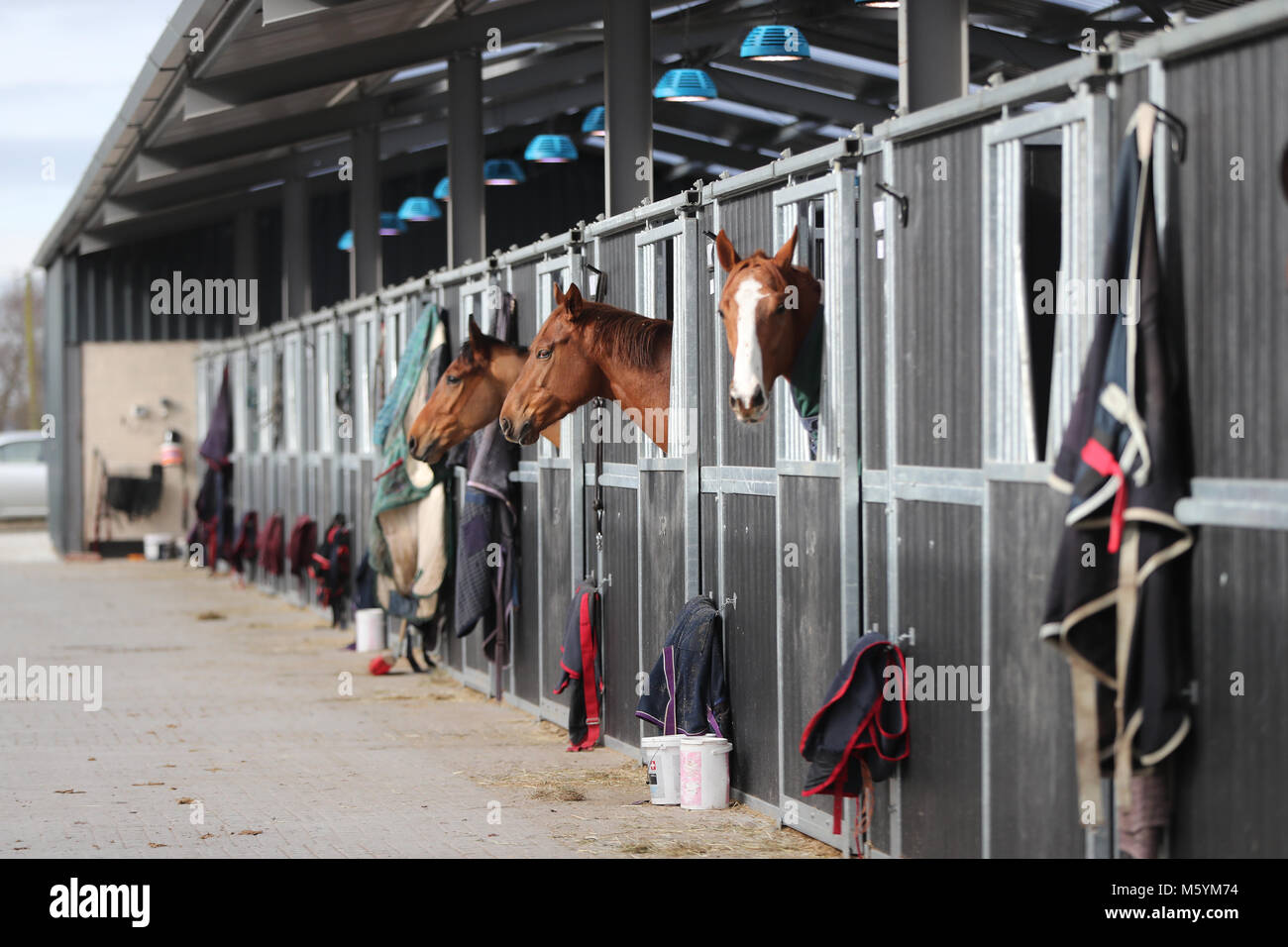 A general view of horses in Jessica Harrington's Commonstown Stables in ...