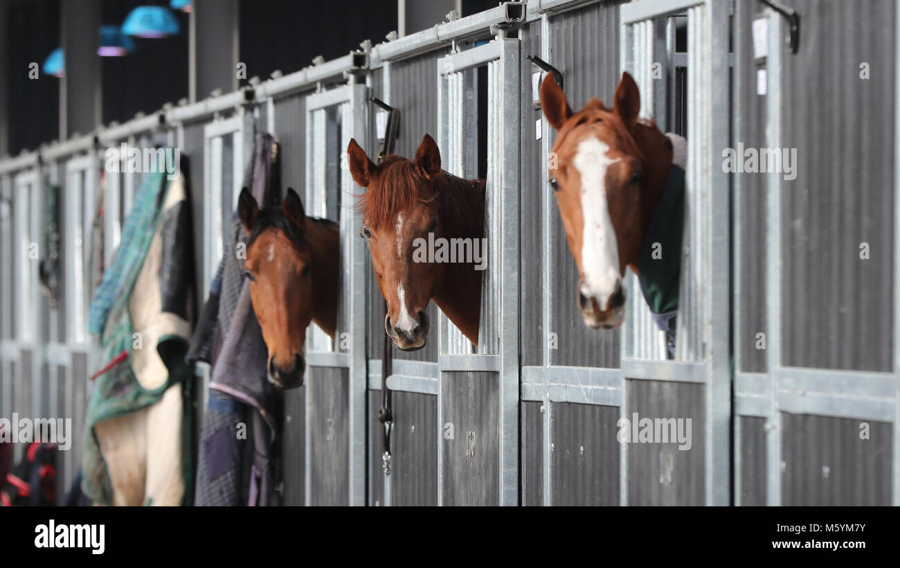 A general view of horses in Jessica Harrington's Commonstown Stables in ...