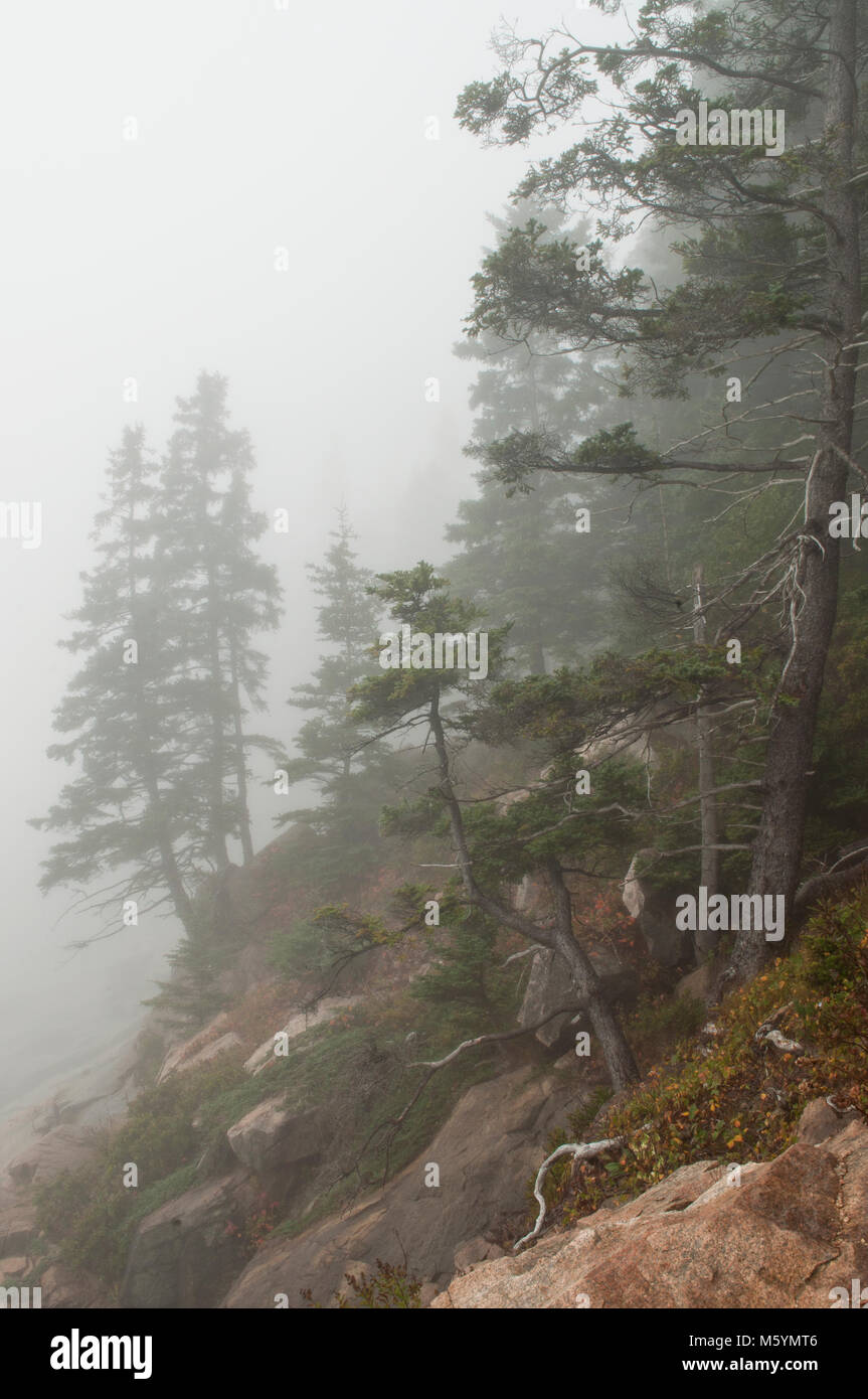 Trees In The Fog Along The Coast, Acadia National Park, Maine Stock ...