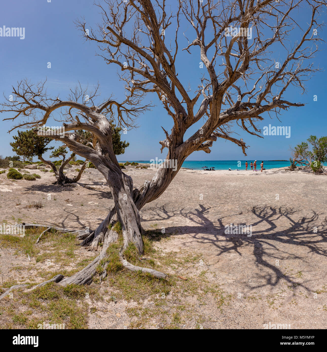 Elafonissi beach, dead tree, Ayios Pandeleimon, Greece Stock Photo - Alamy